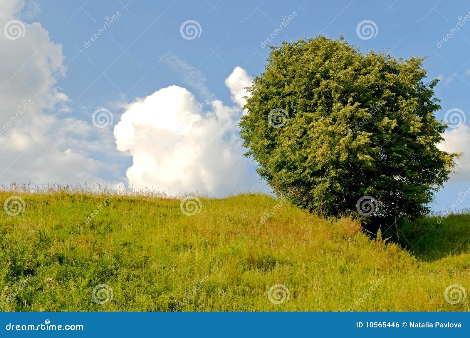 Solitary tree stock photo. Image of pasture, scenics - 10565446