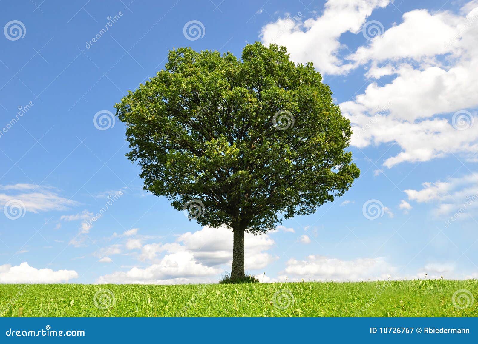 Solitary tree stock image. Image of scenery, agriculture - 10726767
