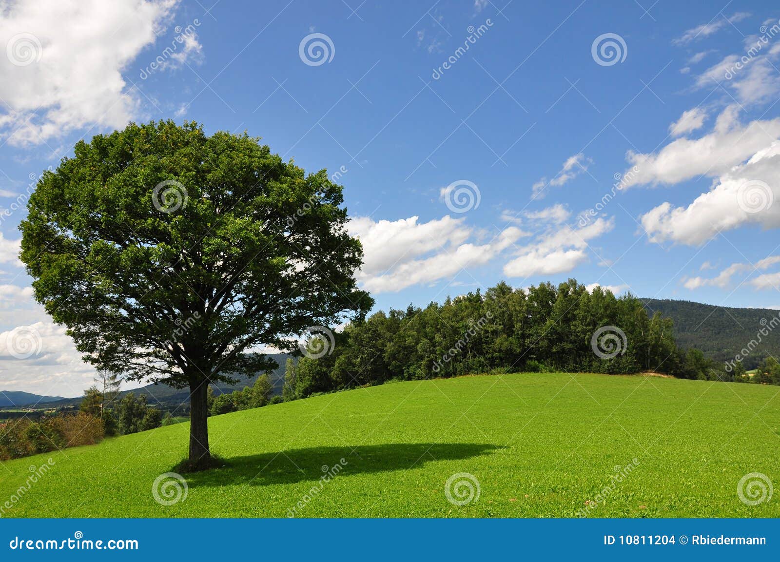 Solitary tree stock photo. Image of idyll, solitary, tree - 10811204