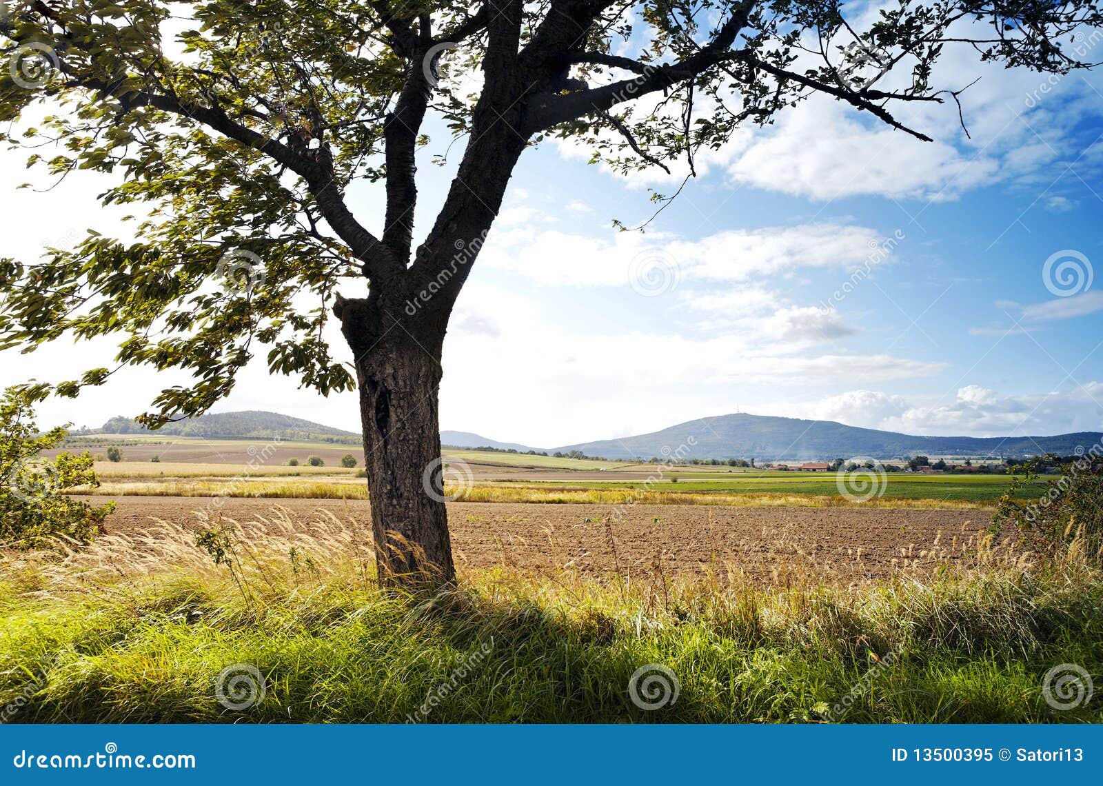 Solitary tree stock image. Image of beauty, mountain - 13500395