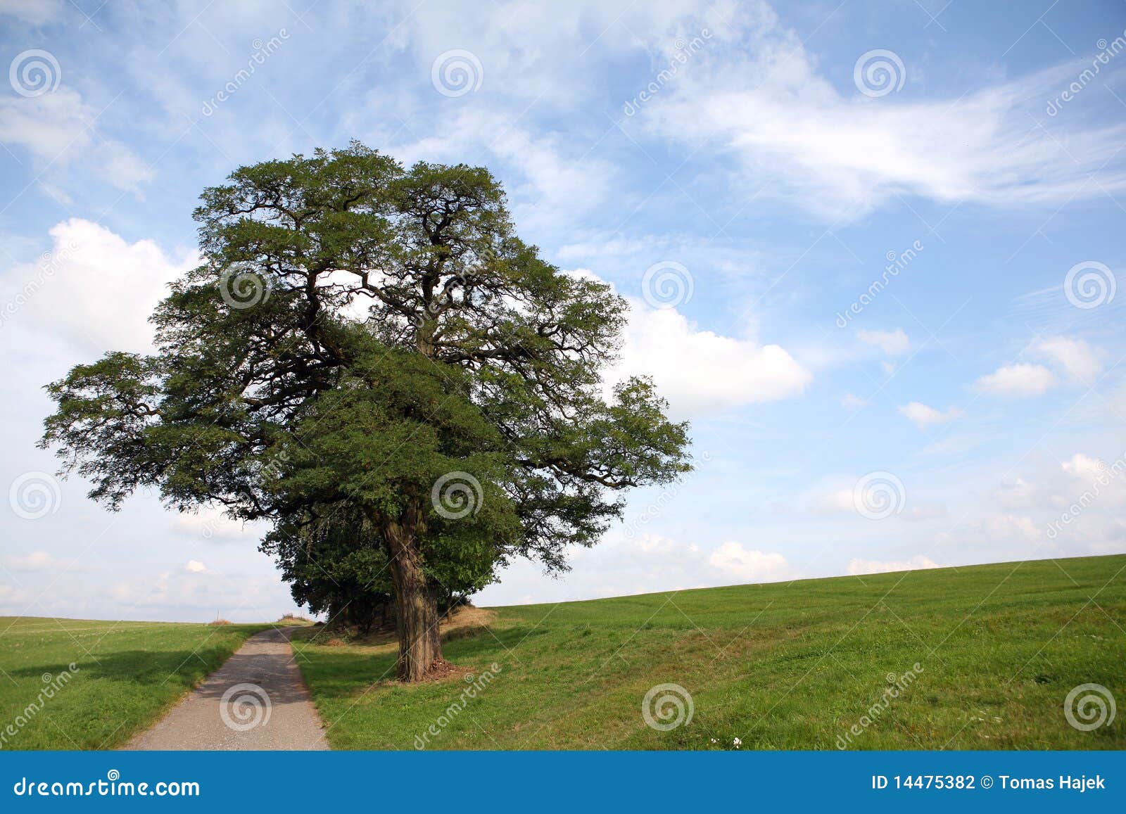 Solitary tree stock photo. Image of path, pure, beauty - 14475382