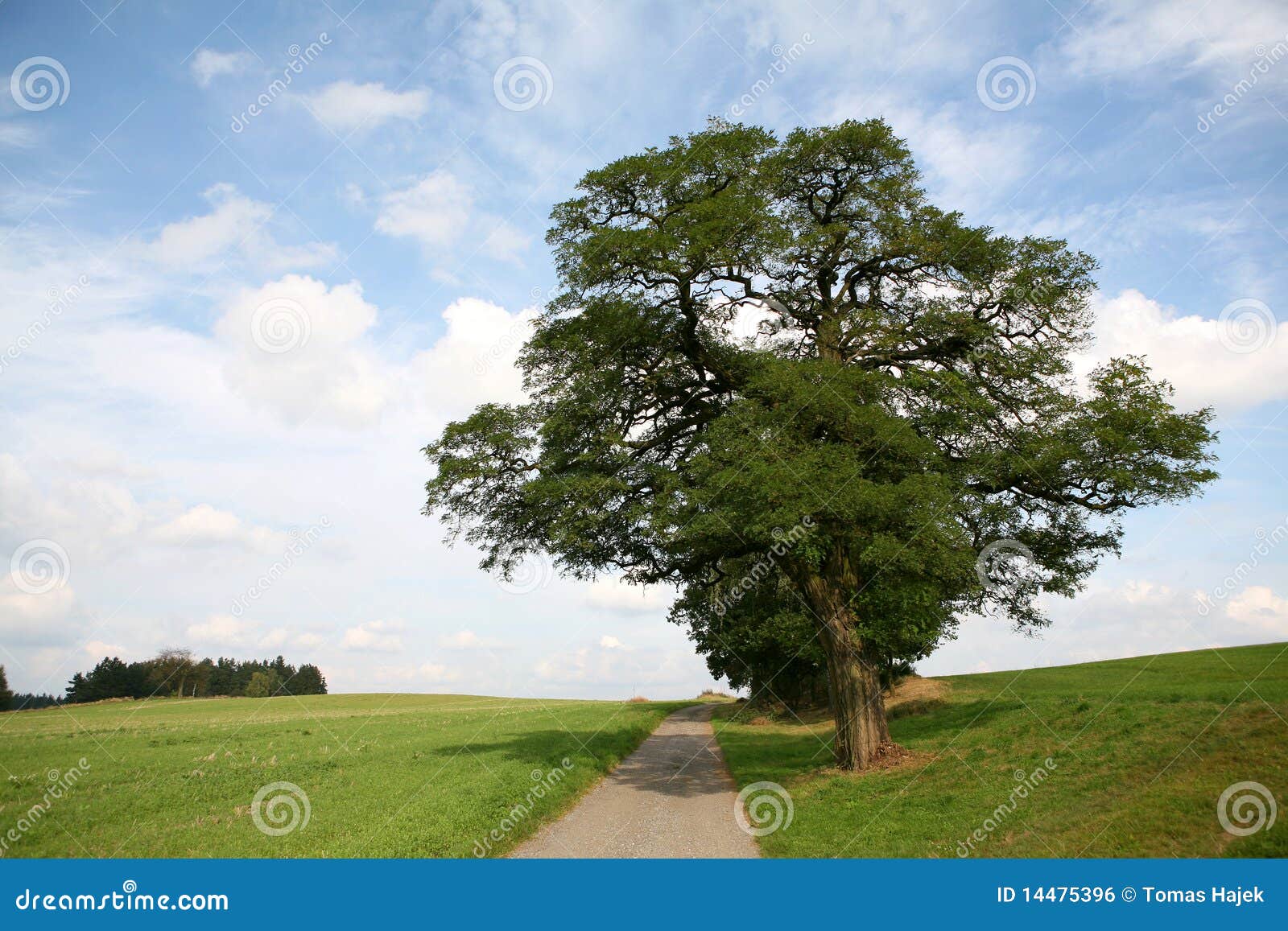 Solitary tree stock photo. Image of country, lawn, field - 14475396