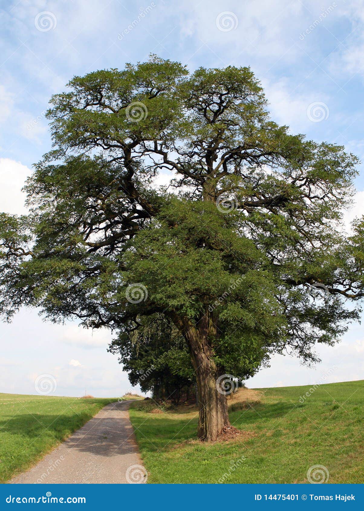 Solitary tree stock image. Image of pasture, forest, country - 14475401