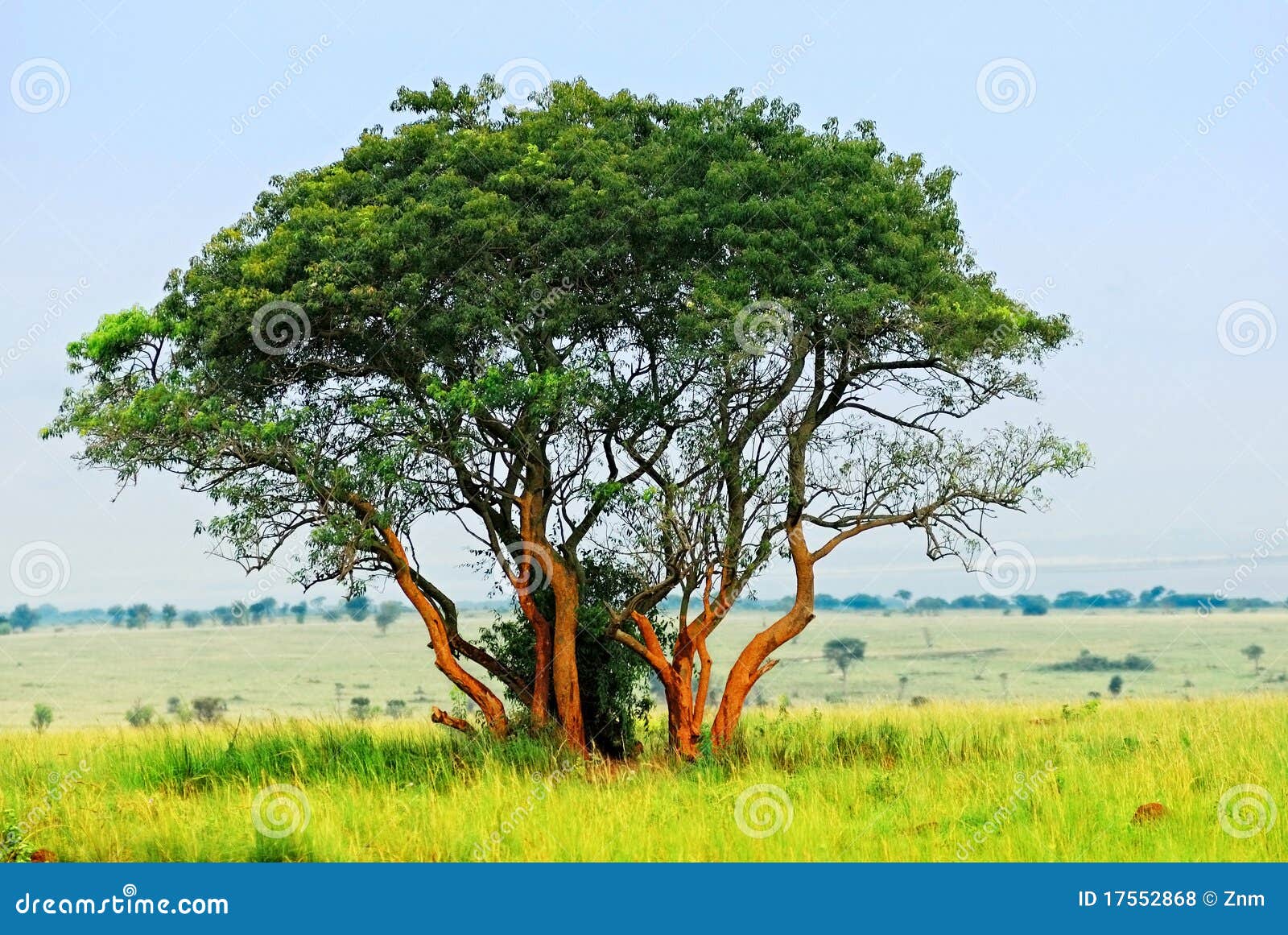 Solitary tree stock photo. Image of quiet, plains, horizontal - 17552868