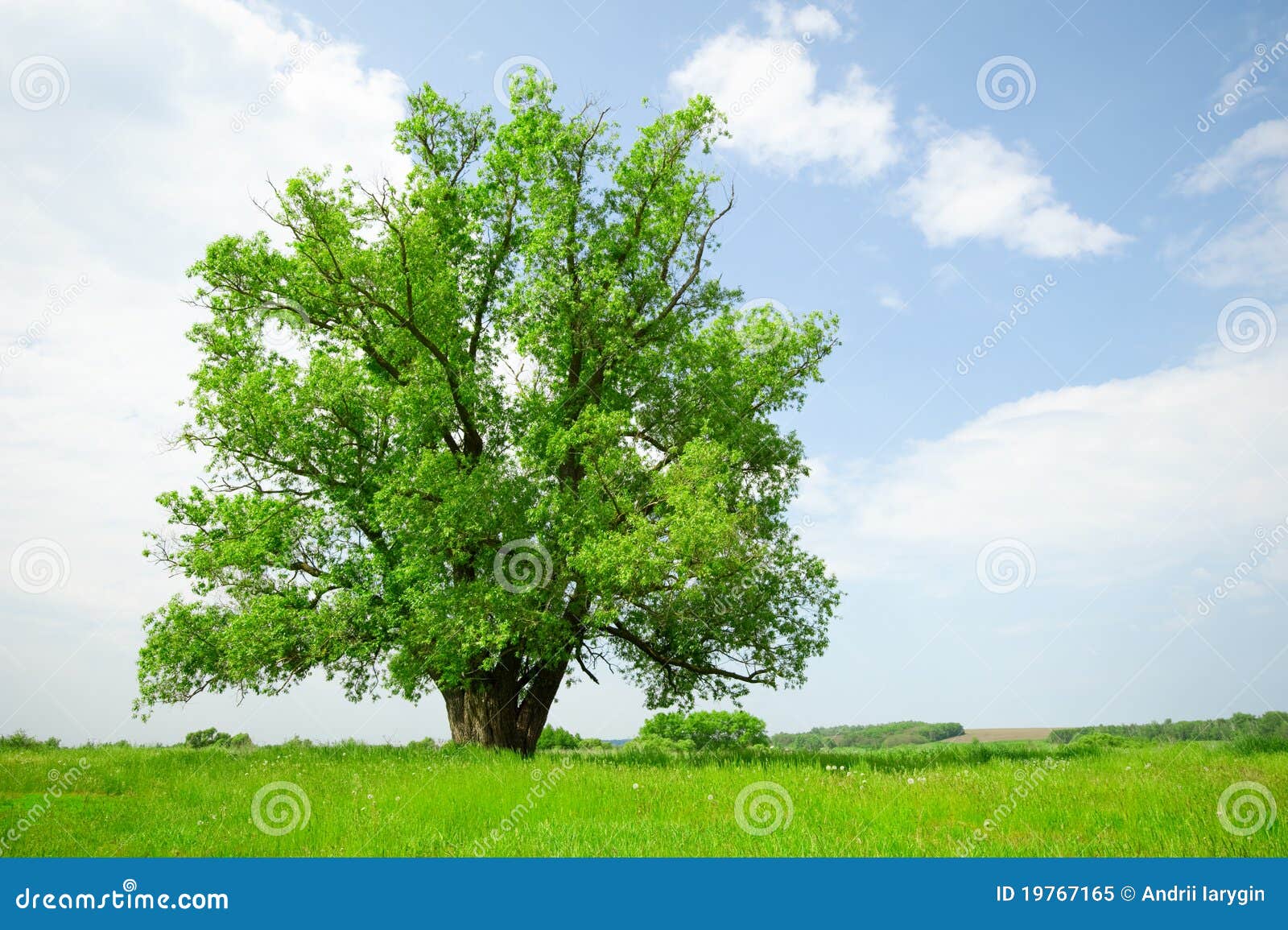 Solitary Tree stock image. Image of plain, solitary, scenics - 19767165