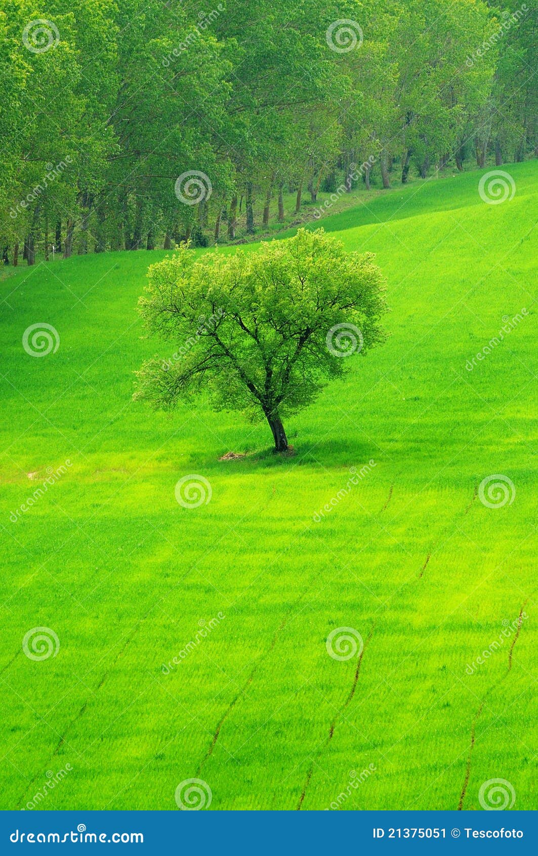 Solitary tree stock image. Image of solitary, tuscany - 21375051