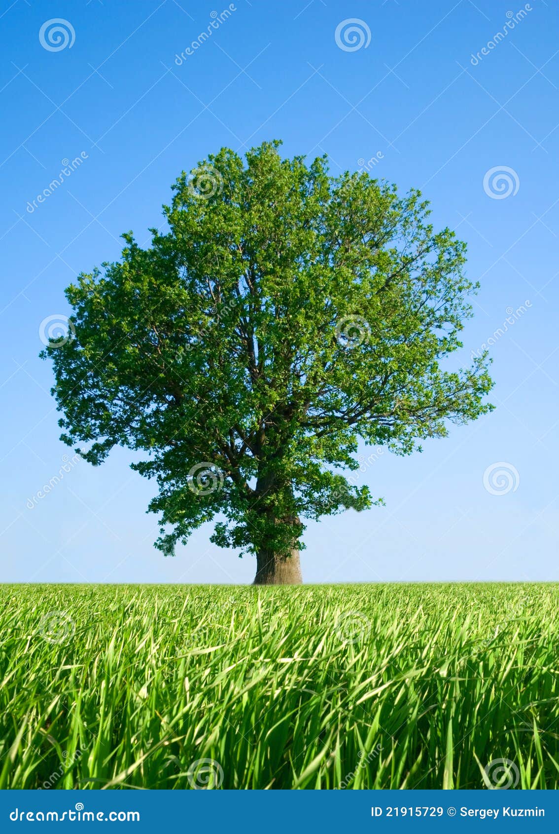 Solitary tree. stock image. Image of landscape, krona - 21915729