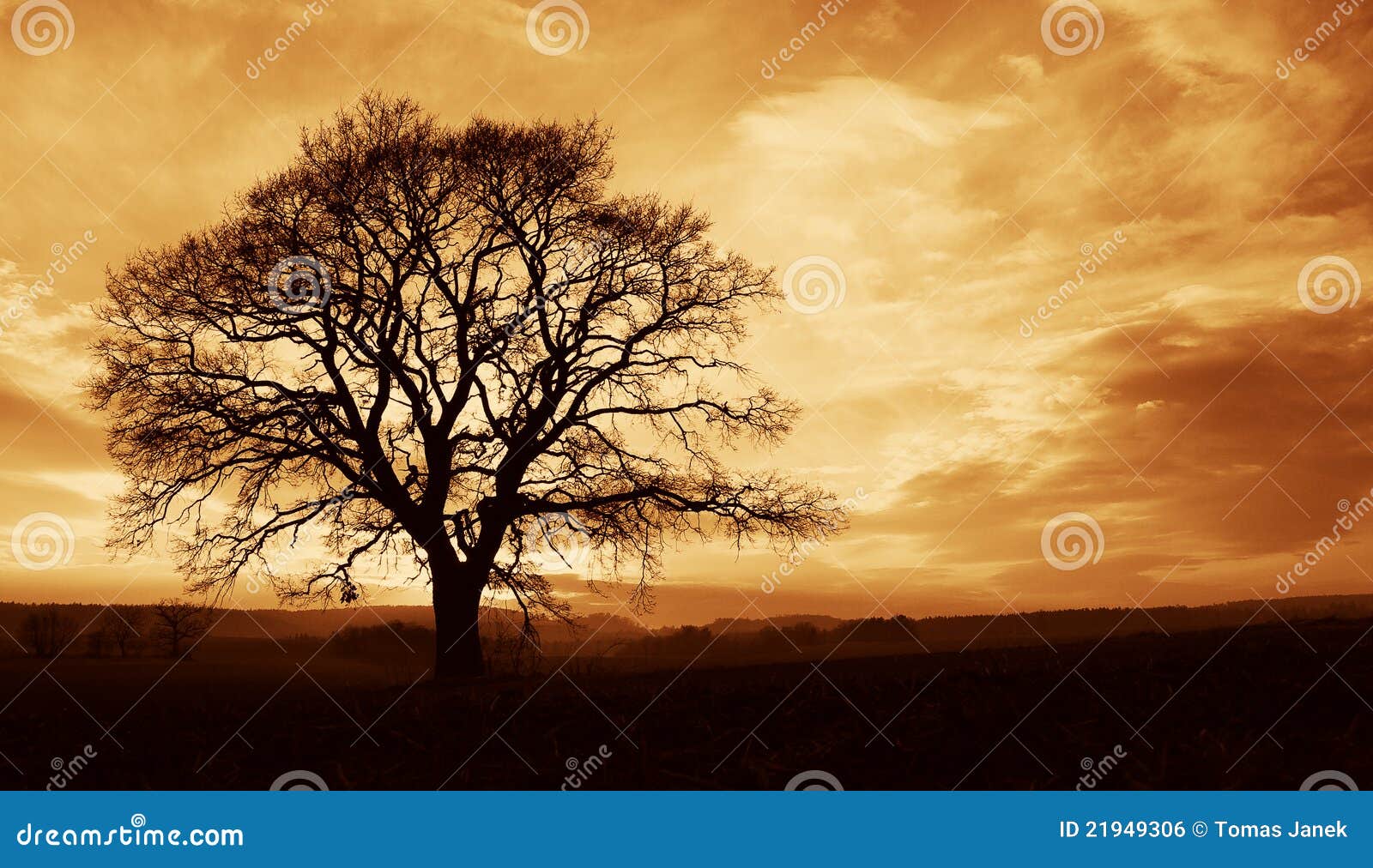 Solitary tree stock photo. Image of horizon, climate - 21949306