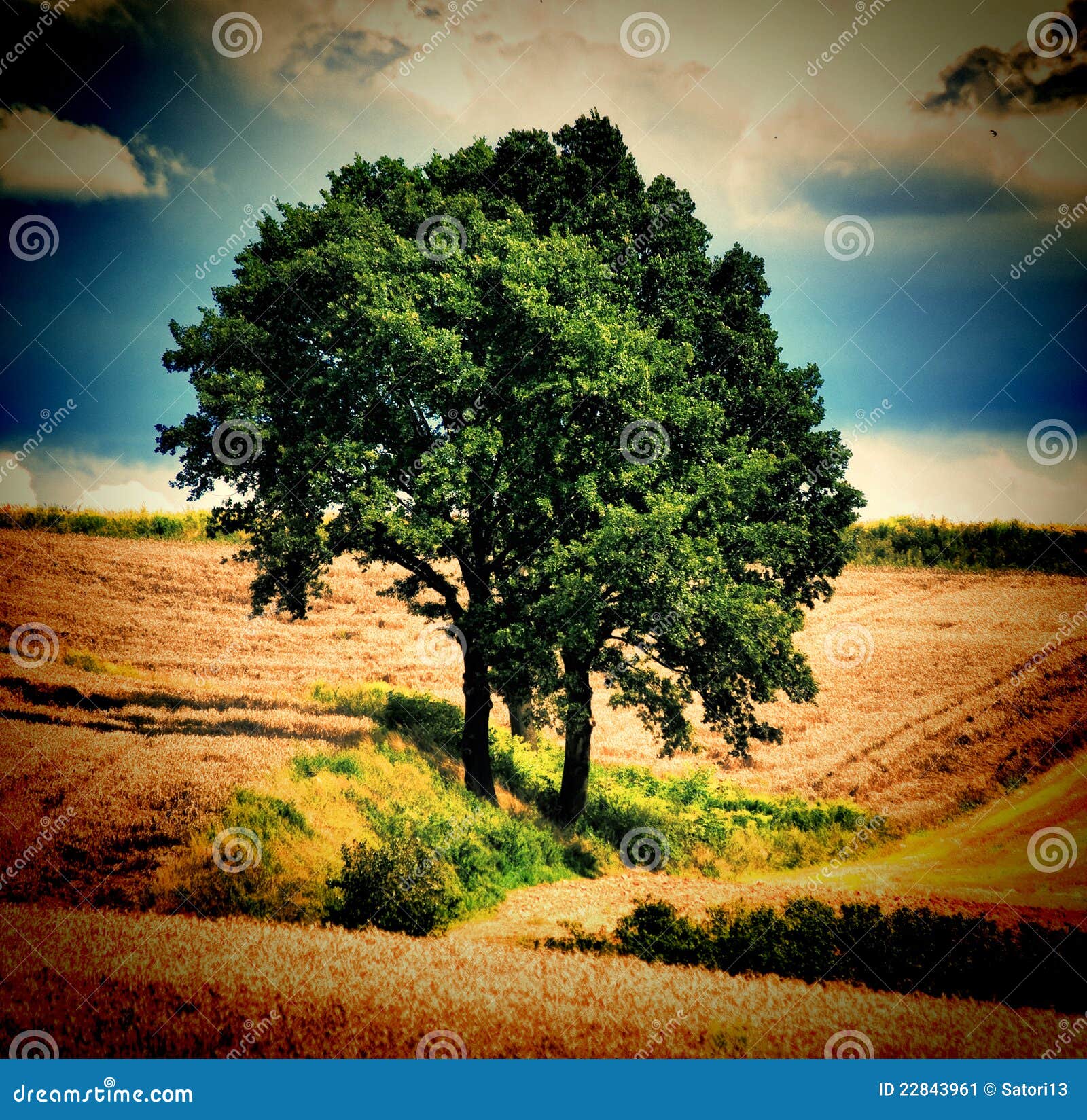 Solitary tree stock image. Image of natural, field, hill - 22843961