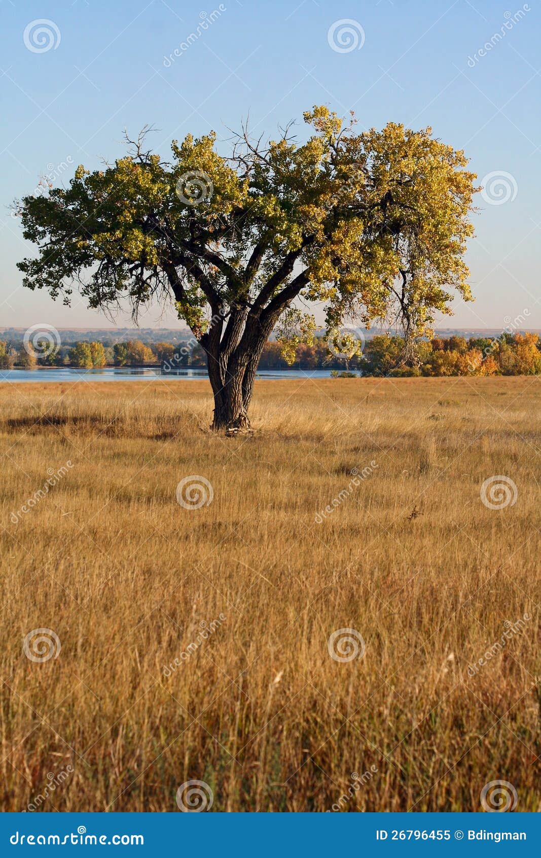 Solitary Tree stock image. Image of photograph, trees - 26796455
