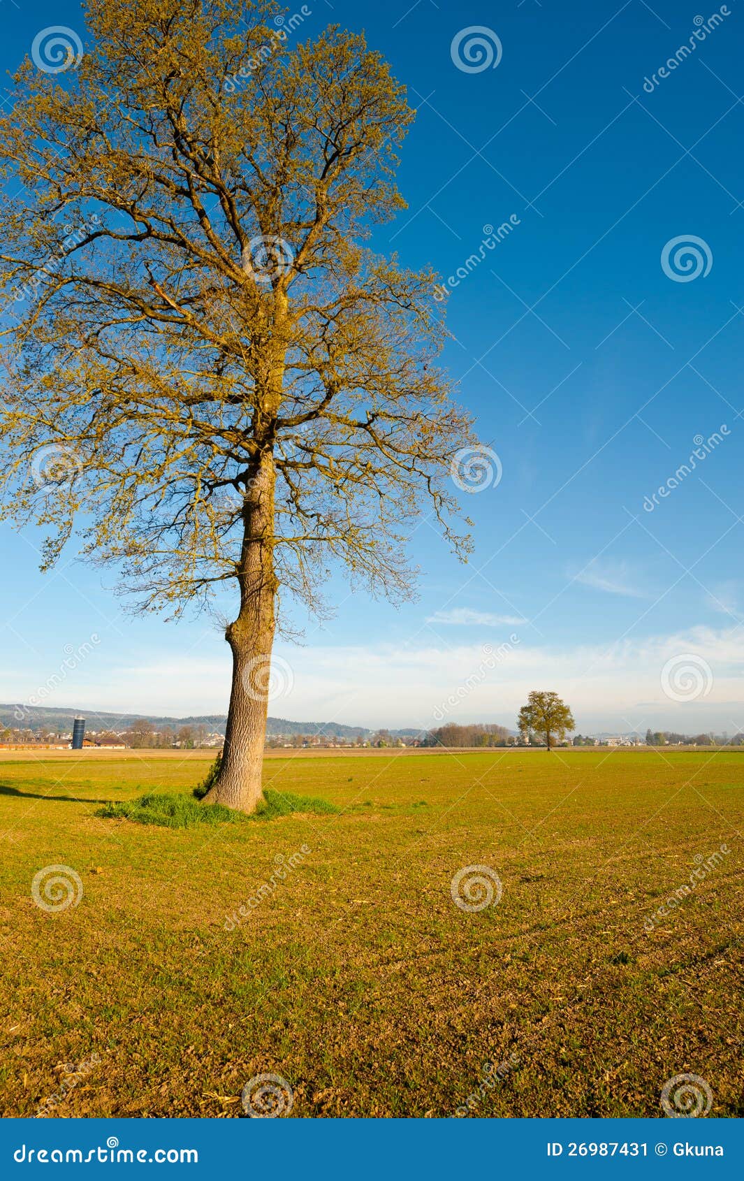 Solitary Tree stock image. Image of plantation, hill - 26987431