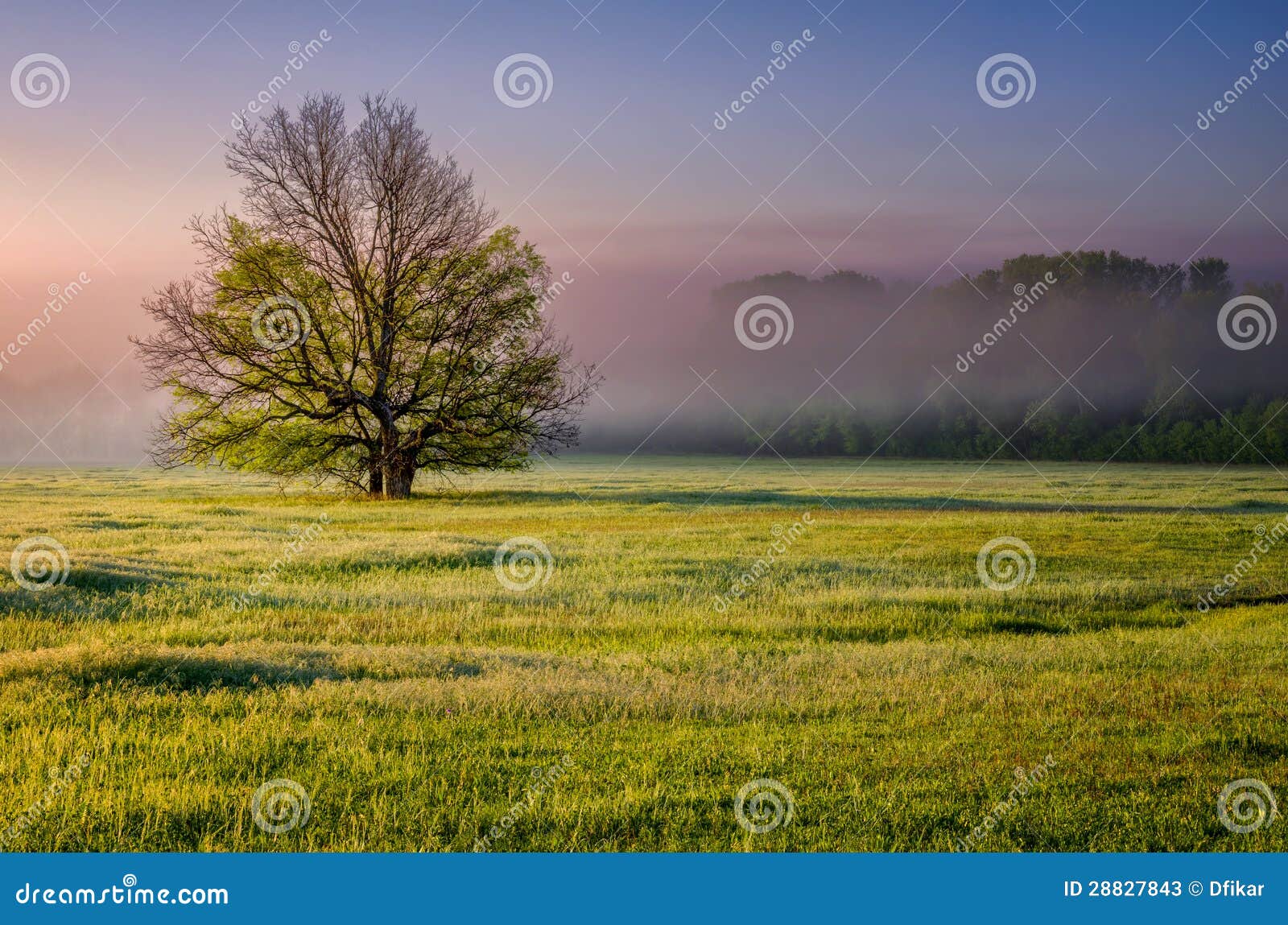 Solitary tree stock image. Image of serene, solitary - 28827843