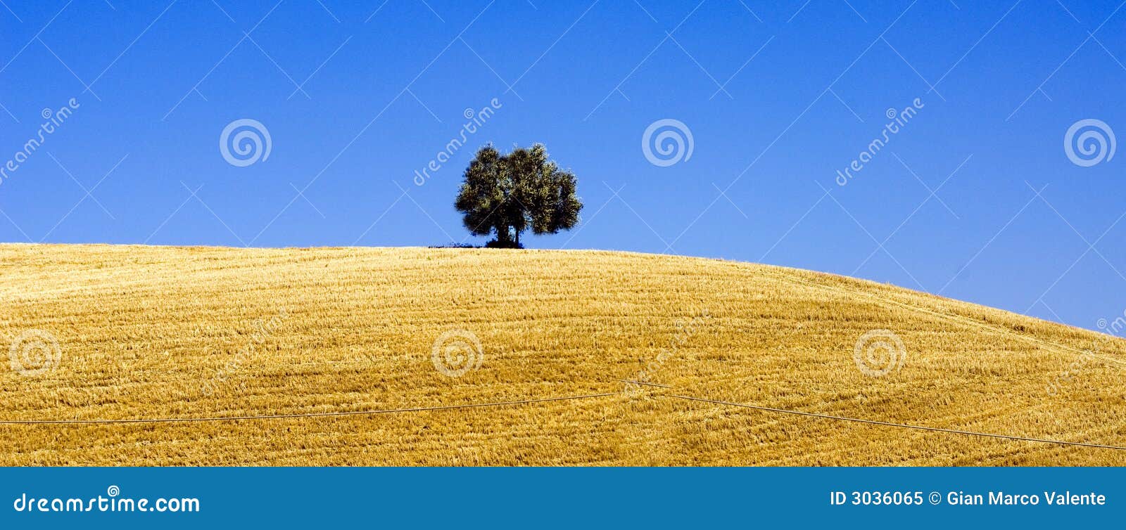 Solitary Tree stock image. Image of solitary, siennese - 3036065