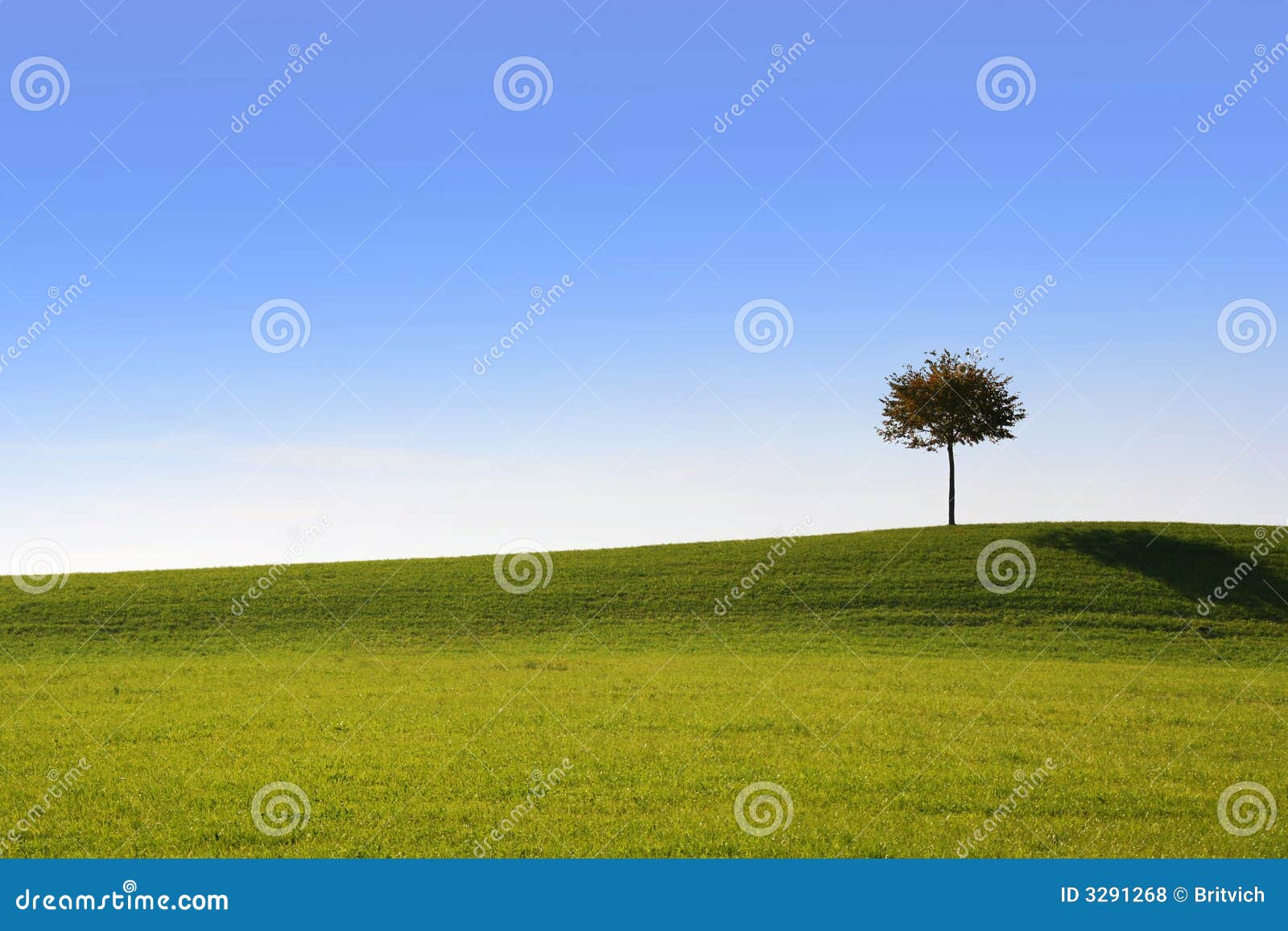 Solitary tree stock photo. Image of flurry, lonely, forest - 3291268