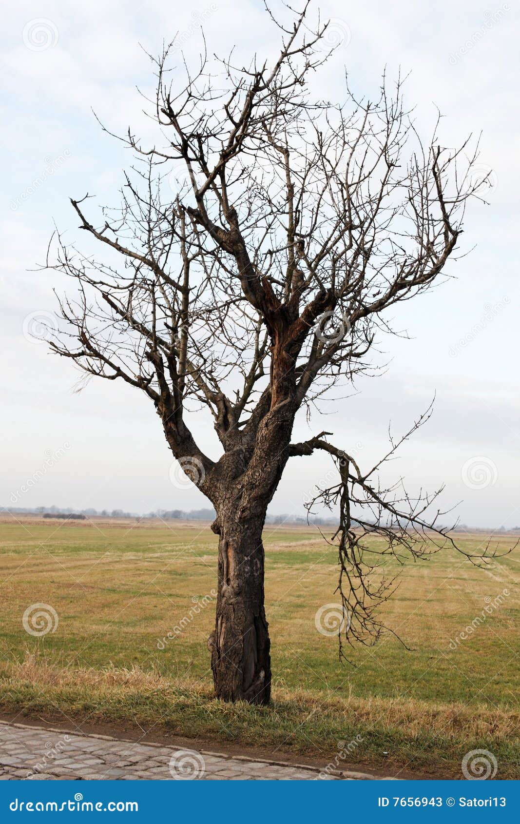 Solitary tree stock image. Image of field, empty, emptiness - 7656943