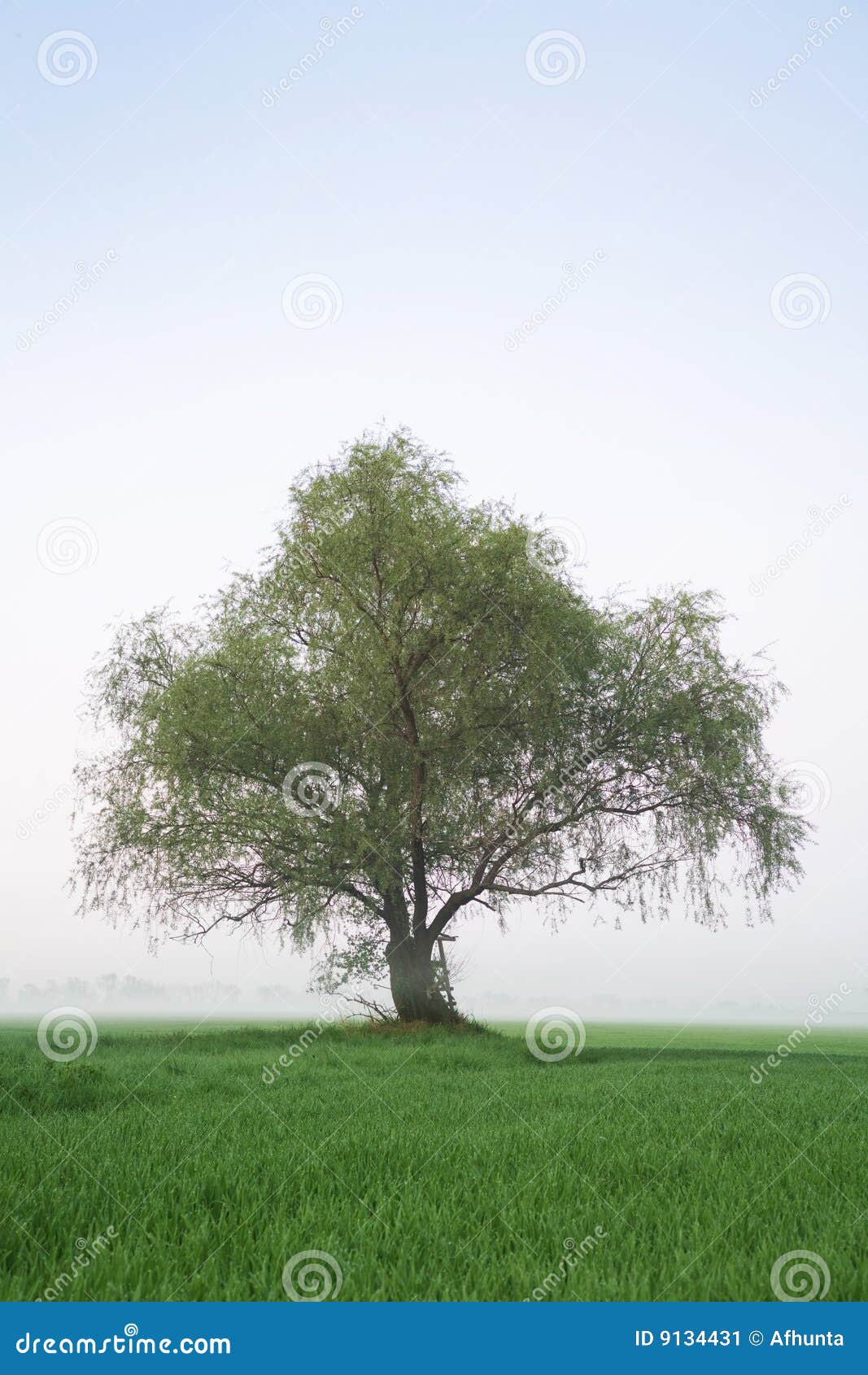 Solitary tree stock image. Image of green, deciduous, meadow - 9134431