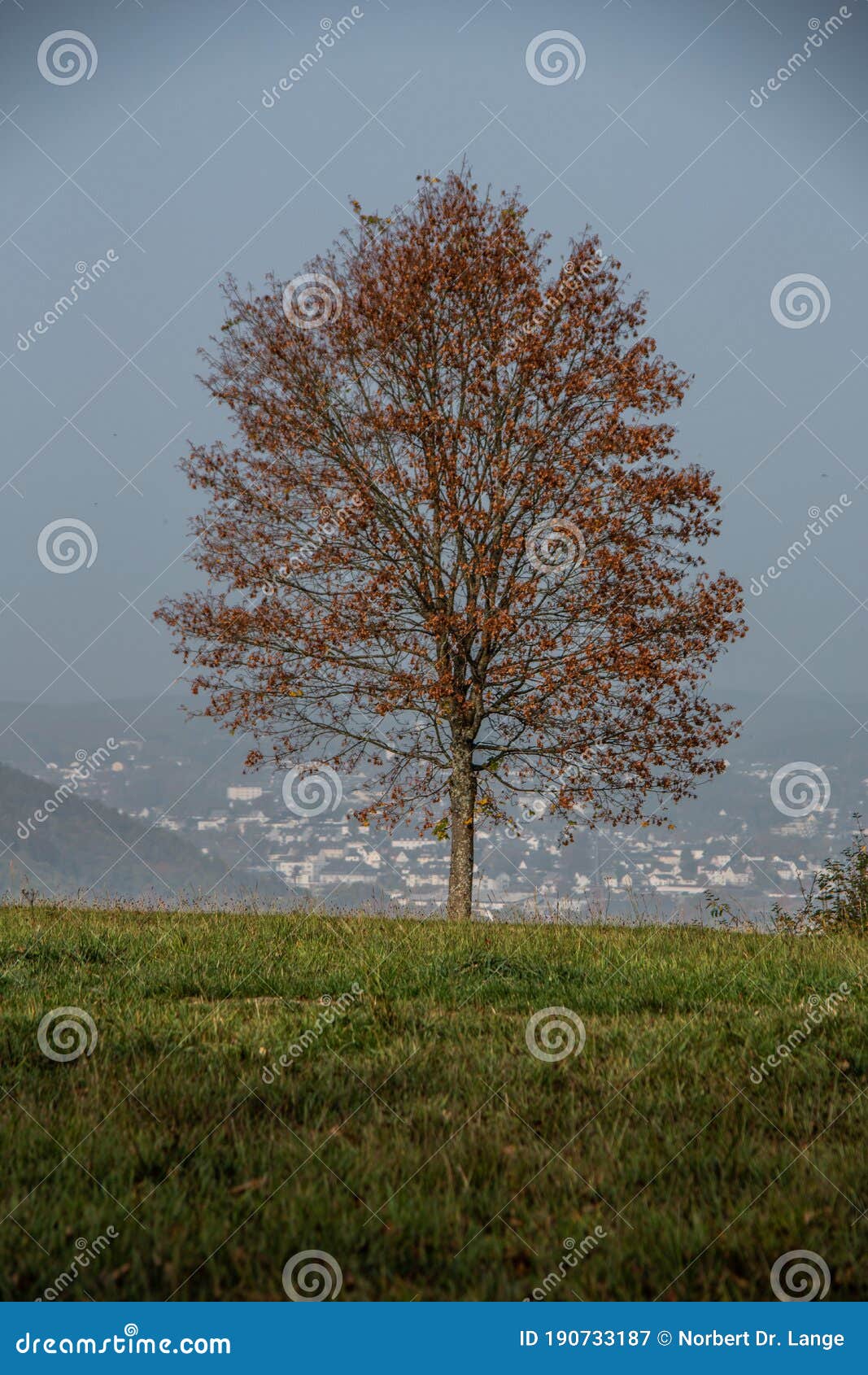 Solitary Tree Alone in a Large Meadow Stock Image - Image of brown ...