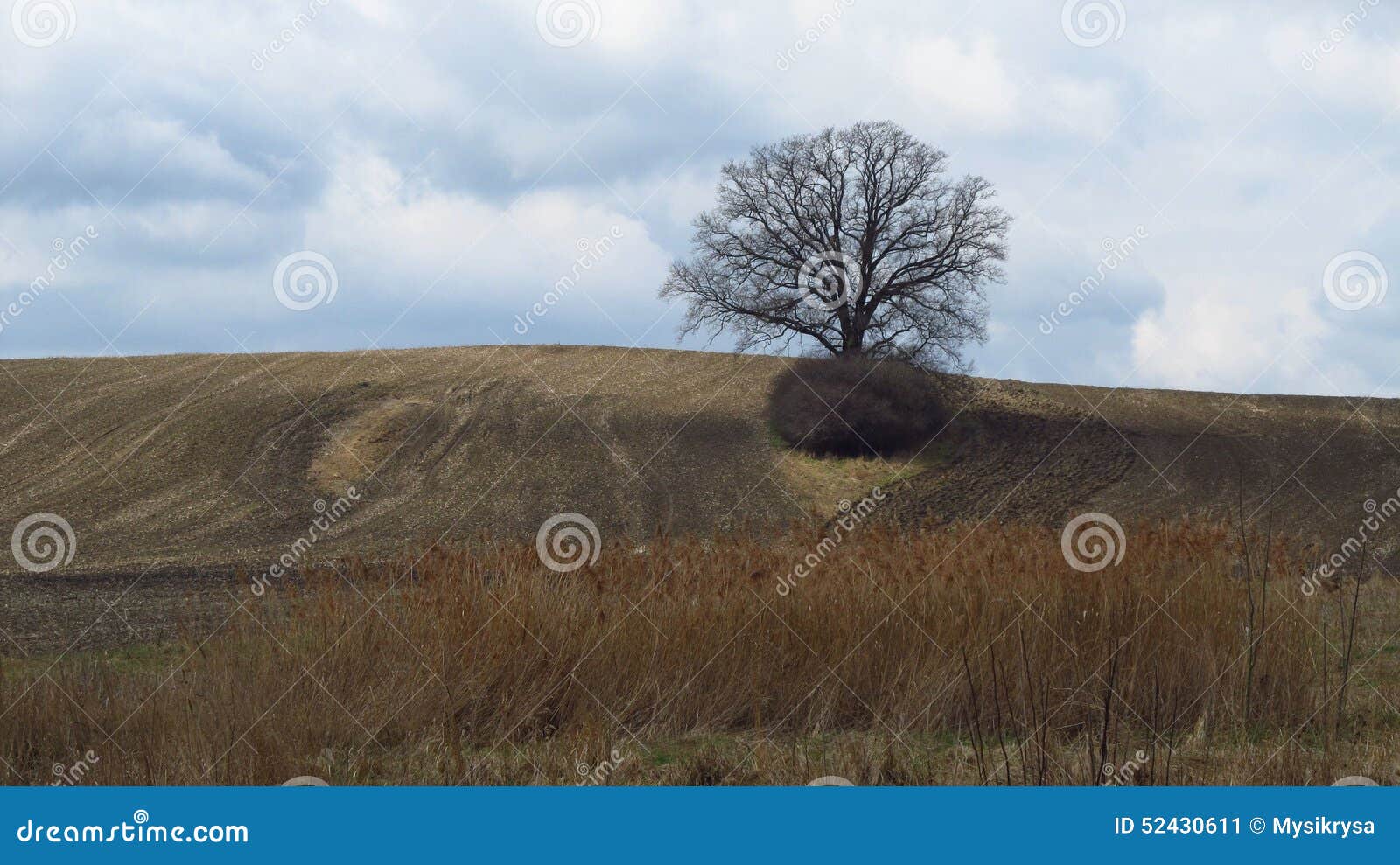 Solitary tree stock image. Image of solitaire, land, loft - 52430611
