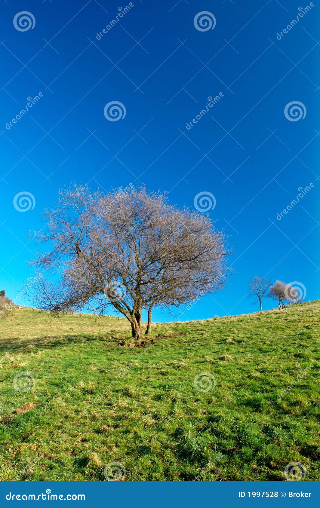 Solitary tree on blue sky stock photo. Image of clarity - 1997528