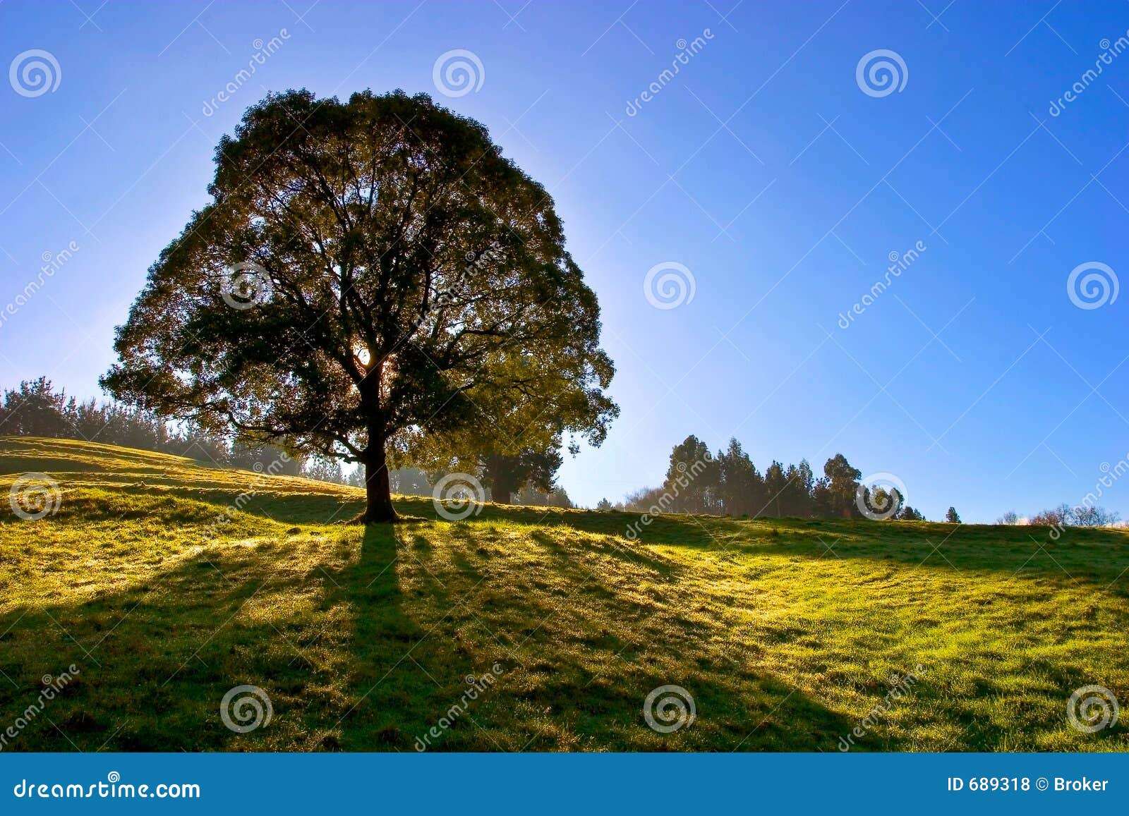 Solitary tree on blue sky stock photo. Image of early, scenic - 689318