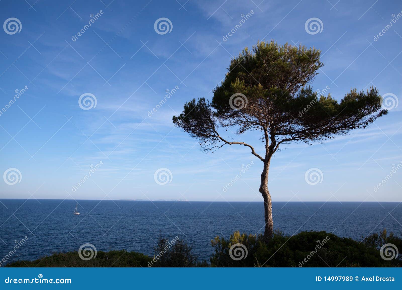 Solitary tree on coastline stock image. Image of nature - 14997989