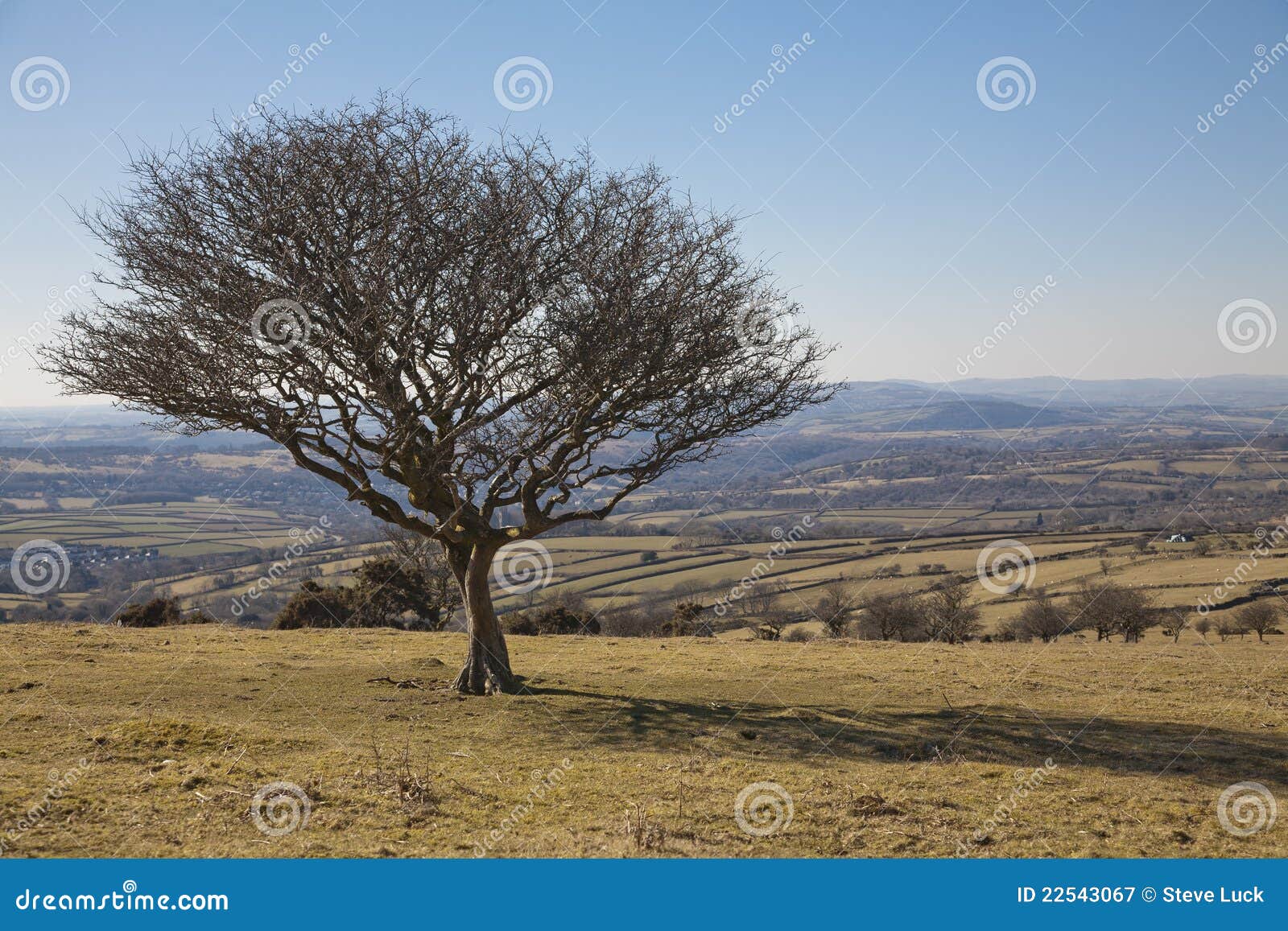 Solitary Tree in Dartmoor National Park Stock Image - Image of winter ...