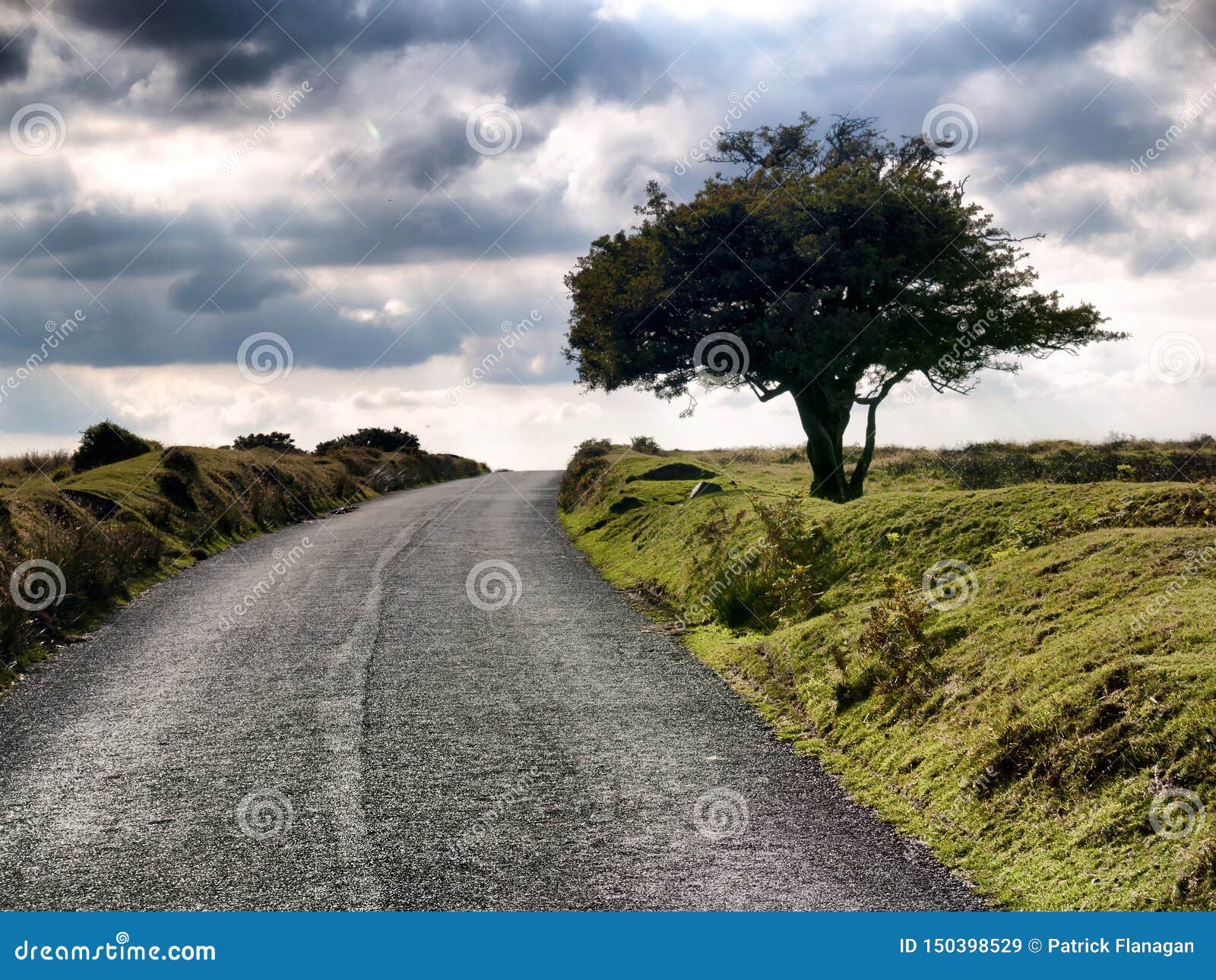 A Solitary Tree on a Desolate Country Road Stock Image - Image of plant ...