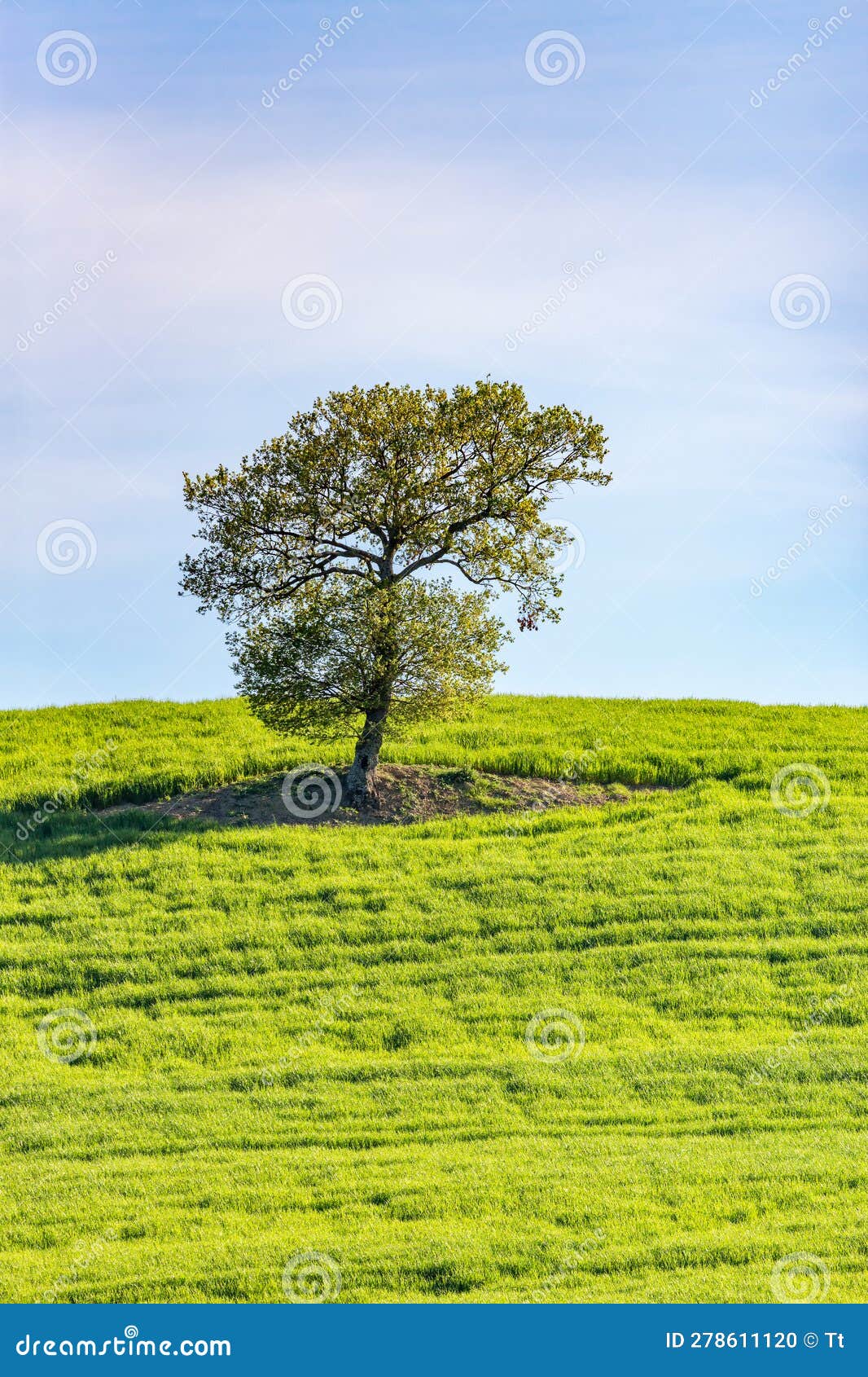 Solitary tree in a field stock photo. Image of solitude - 278611120