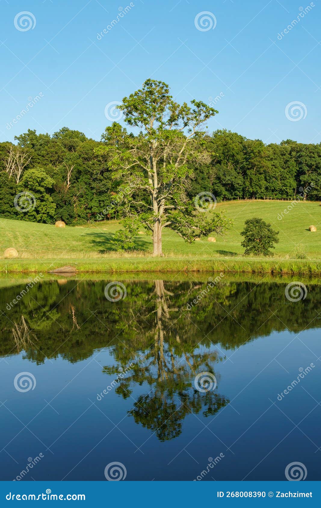 Sky Reflected In A Pond With Trees In Silhouette Stock Photo ...