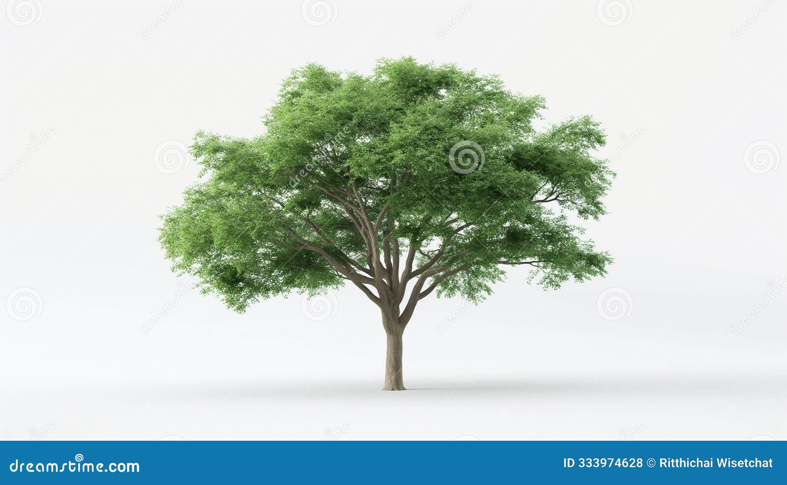 A Solitary Tree with a Full Green Canopy on a White Background Stock ...