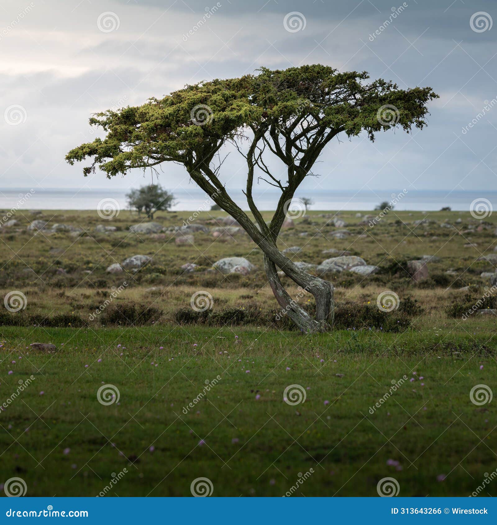 Solitary Tree in a Green Rocky Field Stock Photo - Image of countryside ...