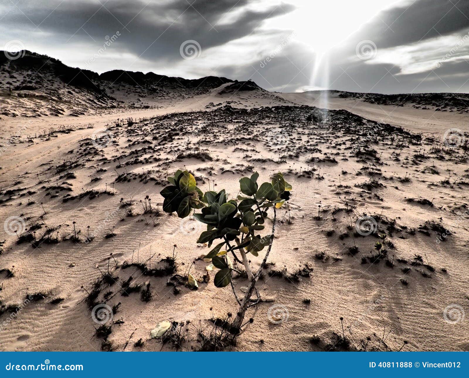 Solitary tree stock photo. Image of paraglading, aeolic - 40811888