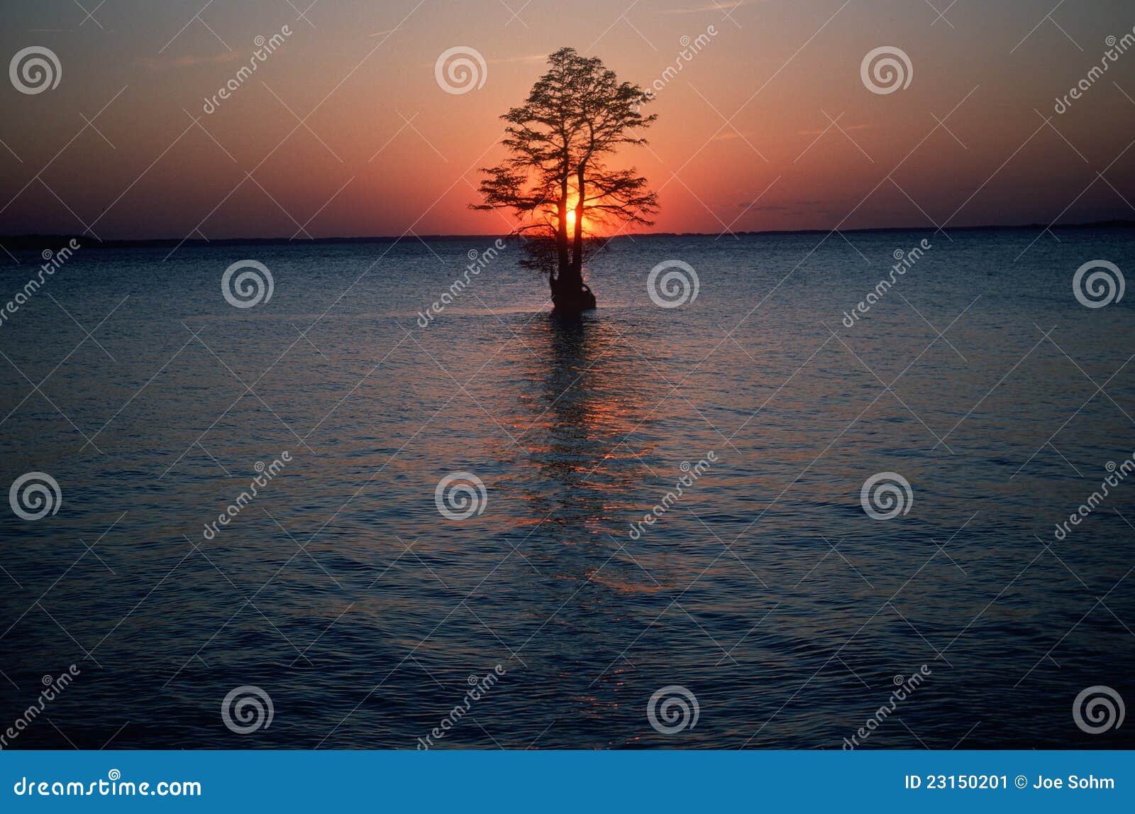 Solitary Tree in Middle of River, VA Stock Image - Image of natural ...