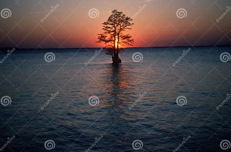 Solitary Tree in Middle of River, VA Stock Image - Image of natural ...