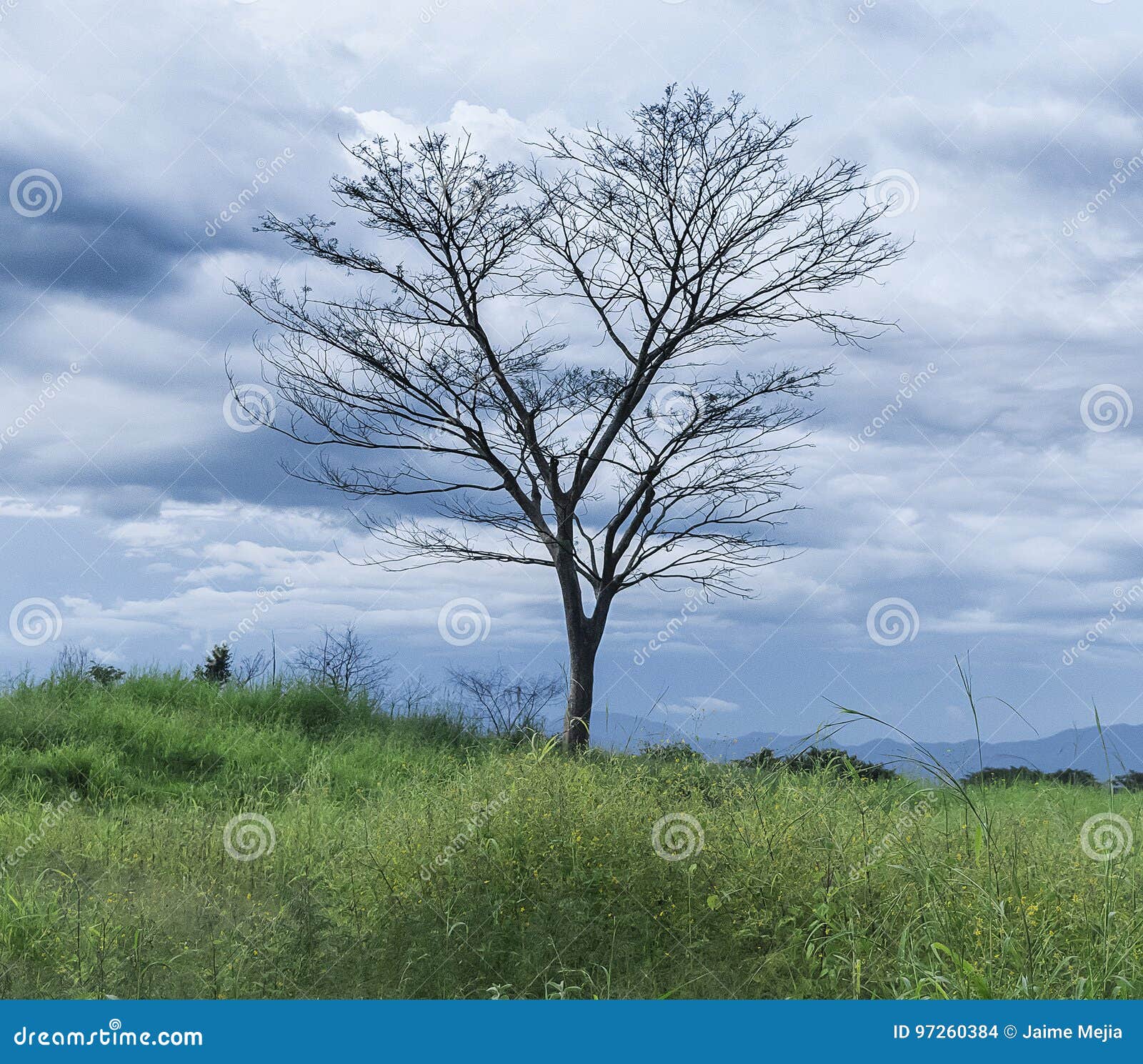 Solitary Tree in a Open Field Stock Photo - Image of meadow, outdoor ...