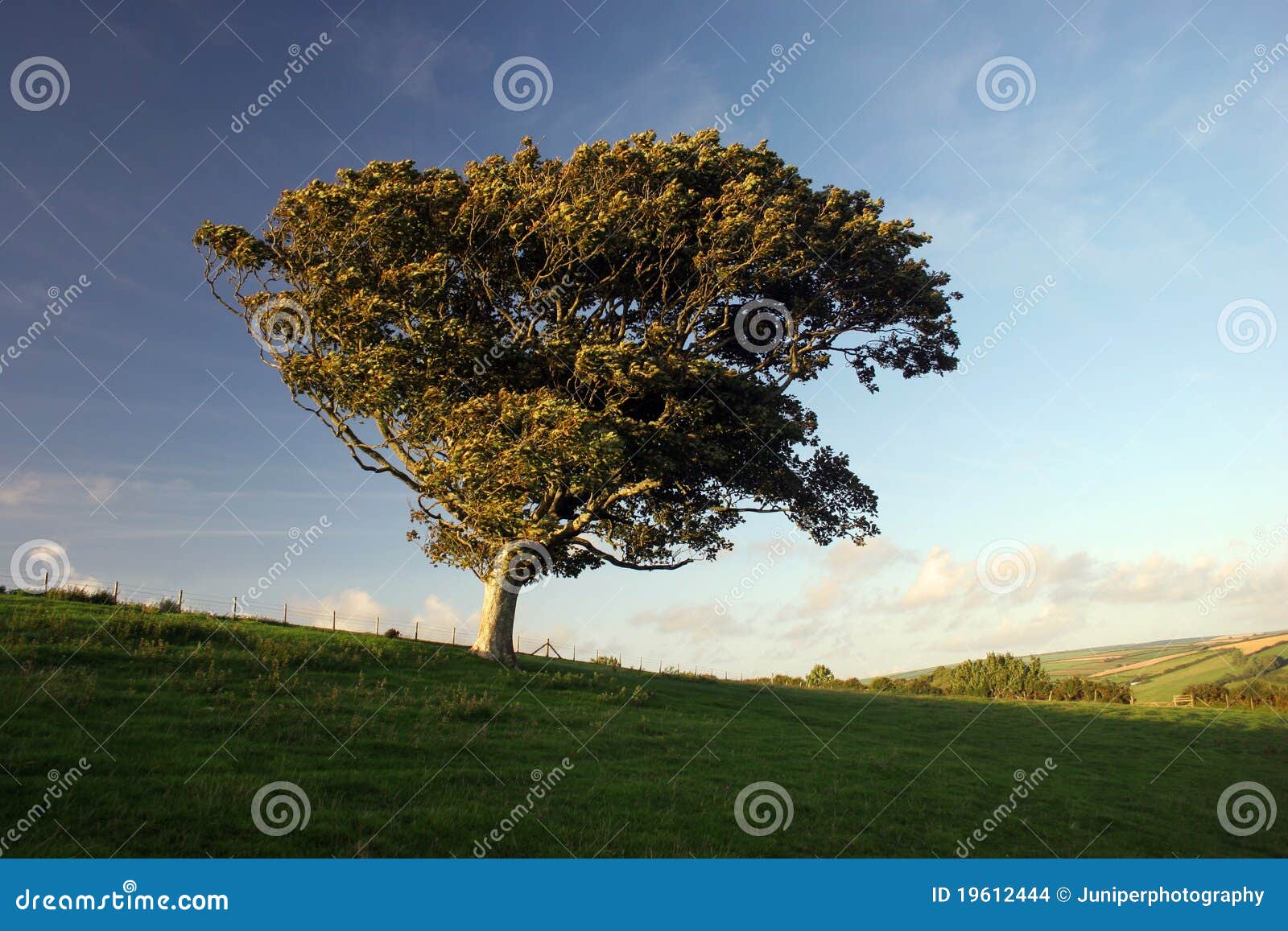 Solitary Tree Overlooking Exmoor National Park Stock Photo - Image of ...