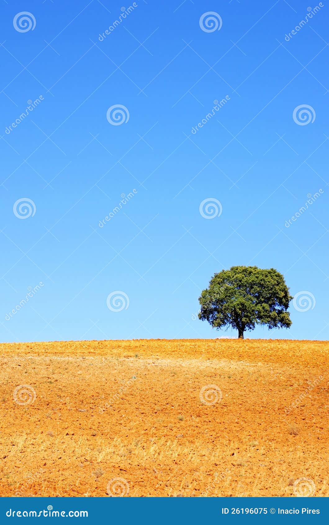 Solitary Tree in Plowed Field Stock Image - Image of earth, soil: 26196075