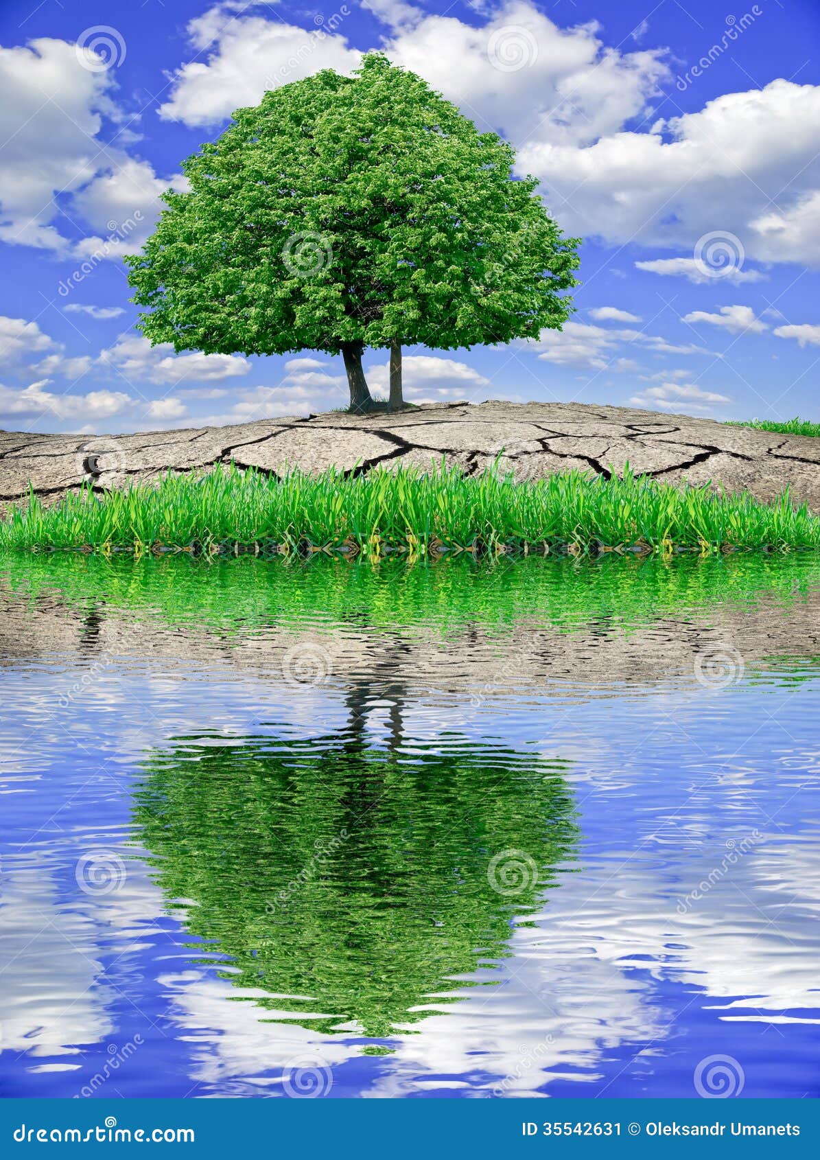 Solitary Tree Reflected in the Water Against the Blue Sky Stock Image ...