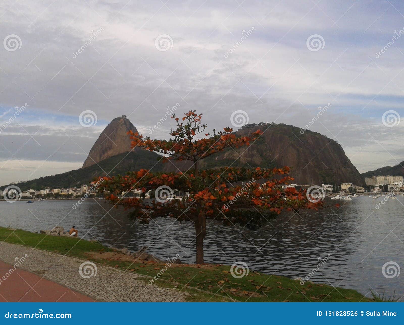 Solitary Tree in Rio De Janeiro Stock Photo - Image of lagoa, walk ...