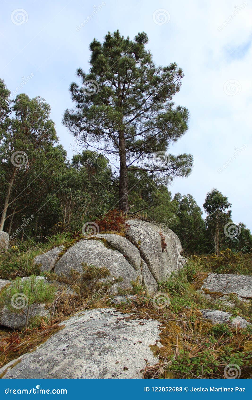 Solitary Tree on Rocks with Trees Bottom. Stock Photo - Image of ...