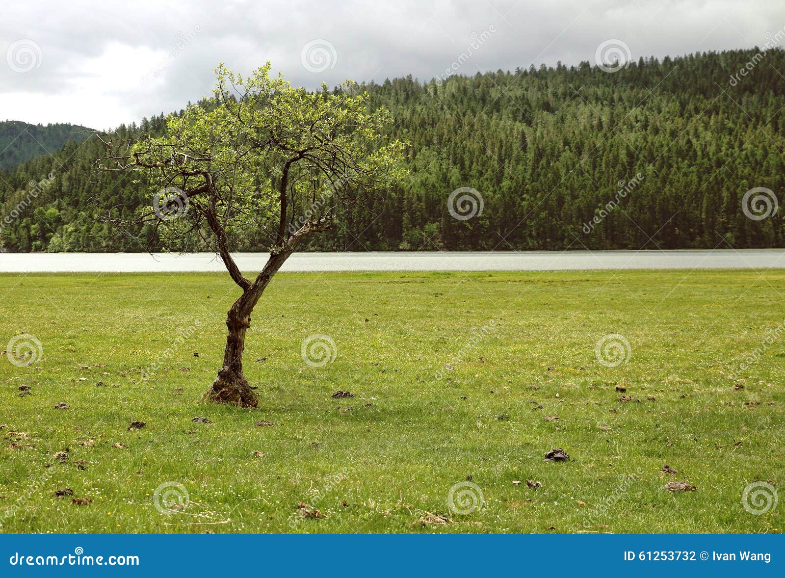 A Tree by the Lake, Surrounded by Lawns and Moors Stock Photo - Image ...