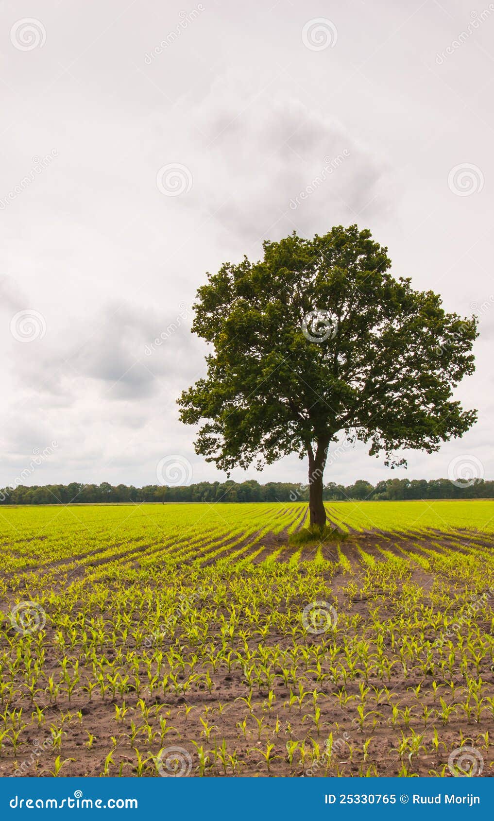 Solitary Tree in a Silage Maize Field Stock Image - Image of bright ...