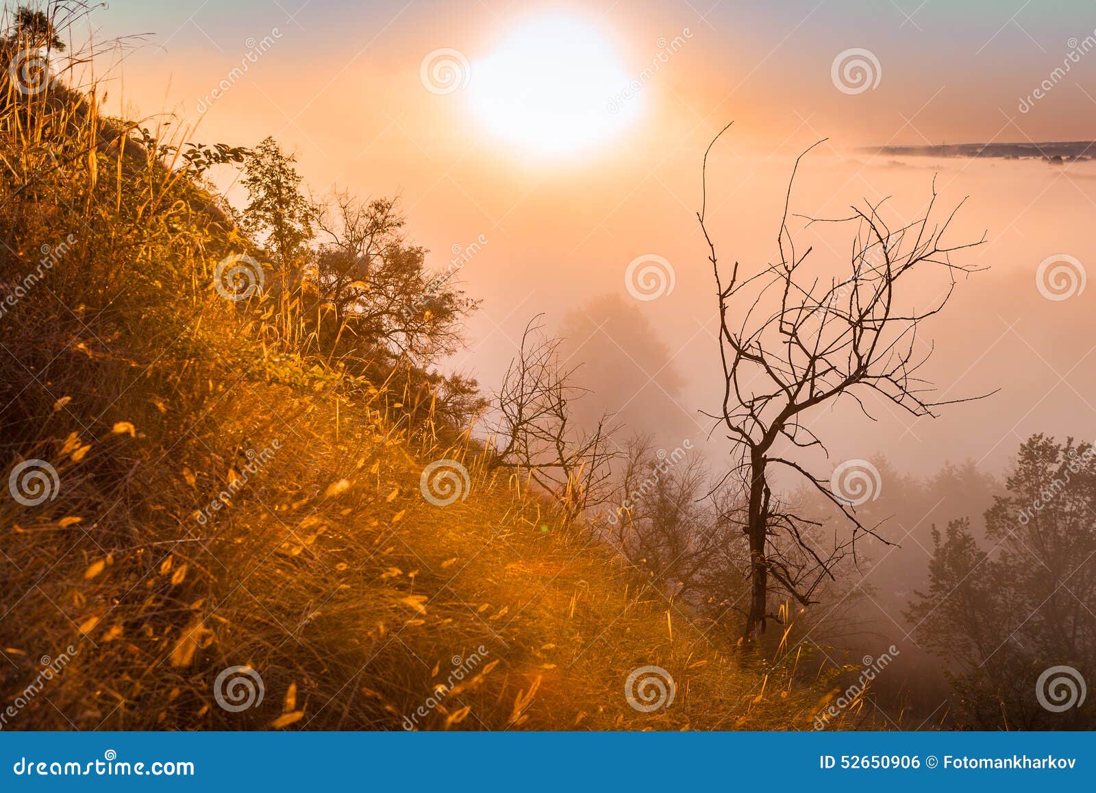 Solitary Tree Silhouette at Sunrise Stock Photo - Image of scenic, dusk ...