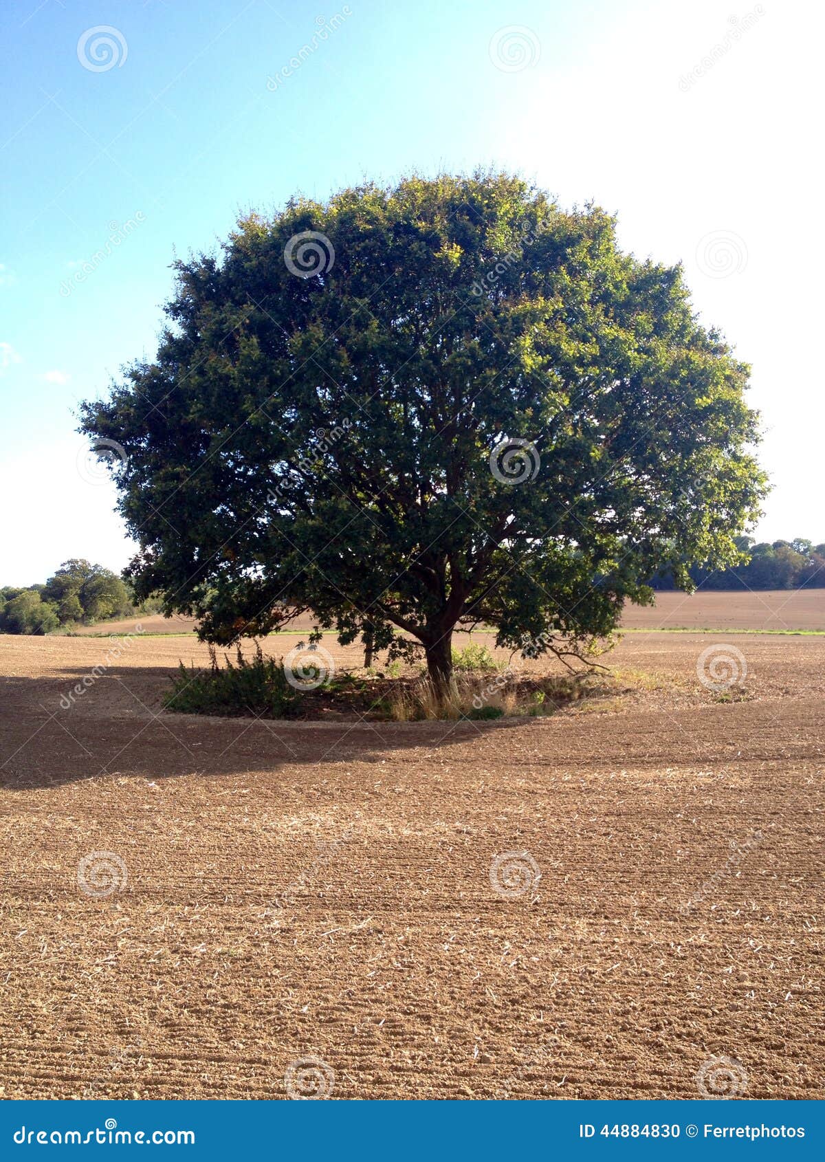 Solitary tree stock photo. Image of single, field, england - 44884830