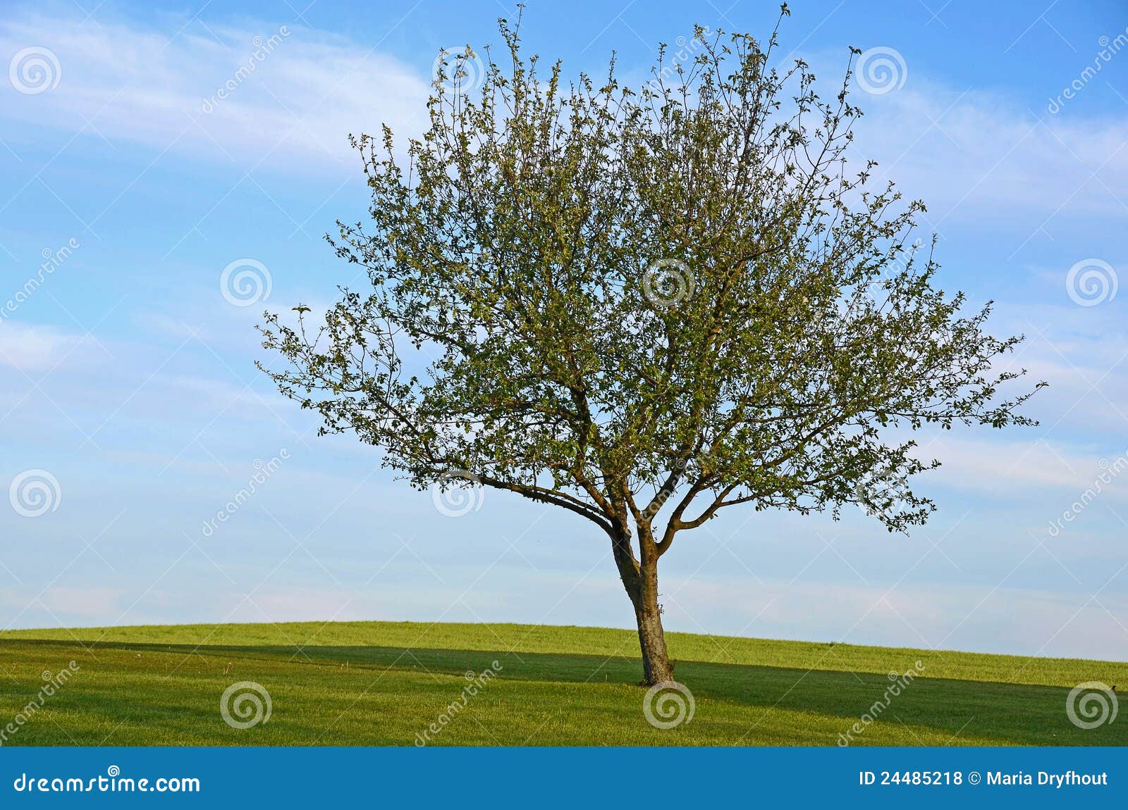 Solitary tree in spring stock photo. Image of bright - 24485218