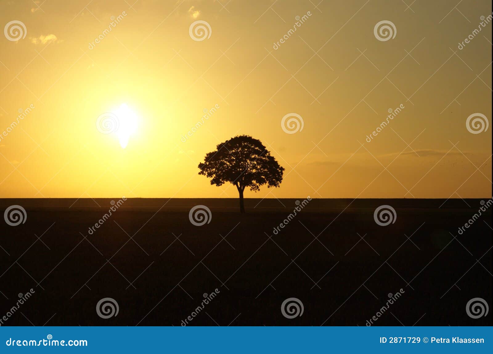 Tree Sunset, Colorful Sky With Sunset And Big Tree , Abstract ...