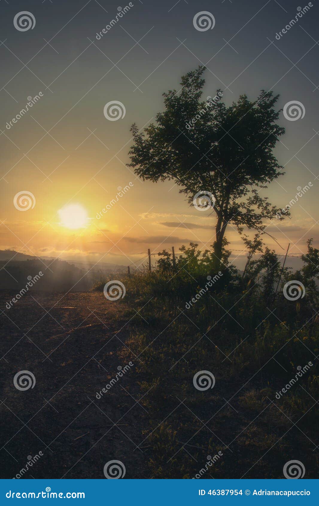 Solitary Tree stock photo. Image of environment, natural - 46387954