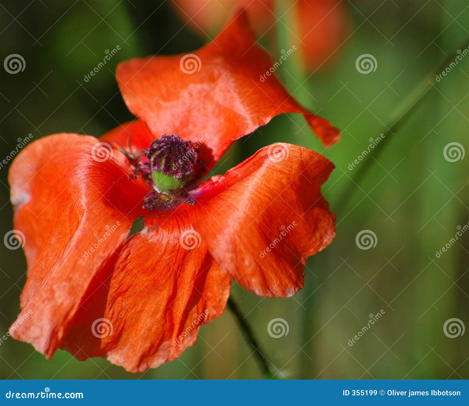 Solith Poppy stock image. Image of wildlife, natural, colour - 355199
