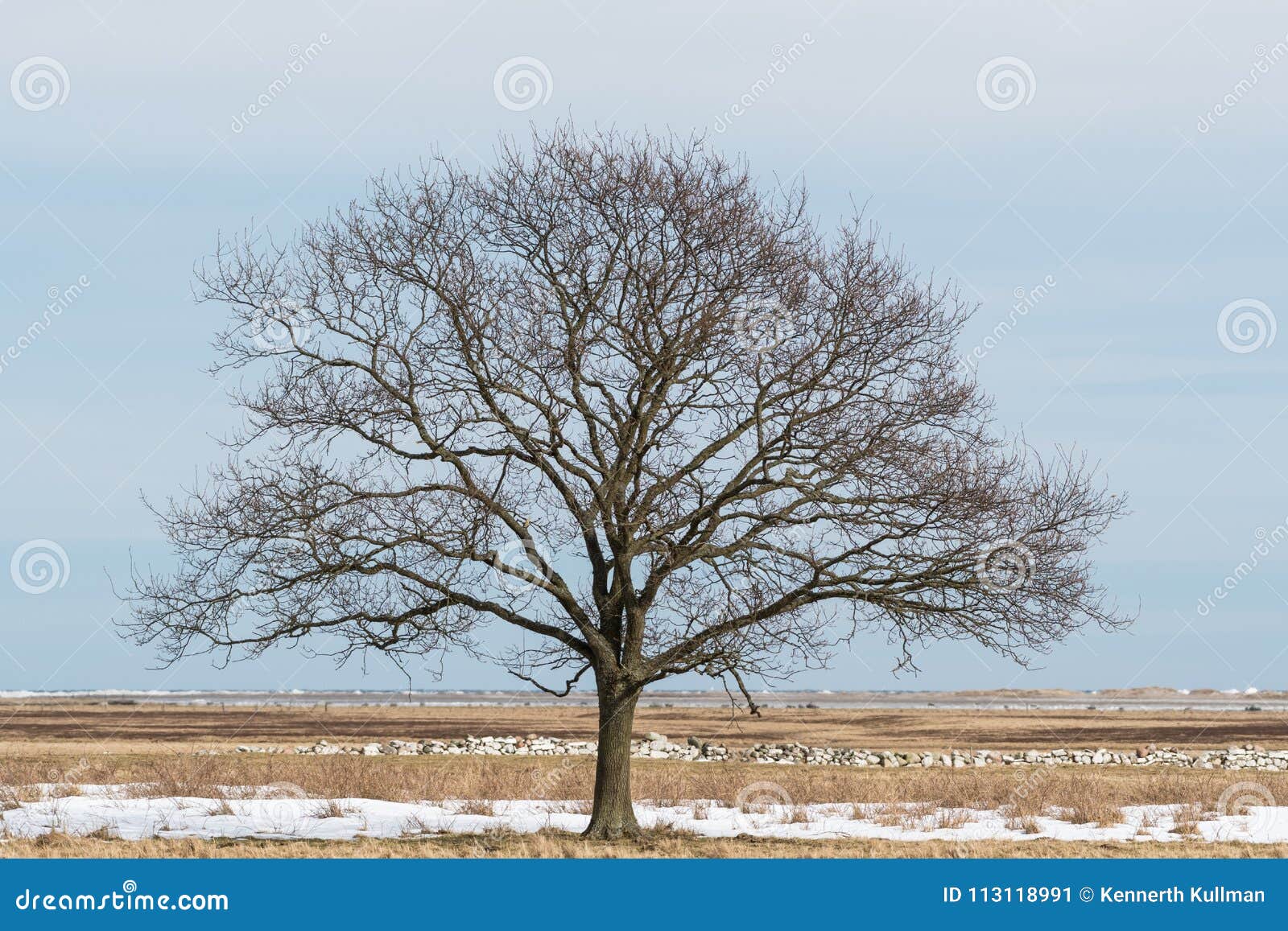 Solitude Big Bare Tree by Spring Season Stock Image - Image of field ...