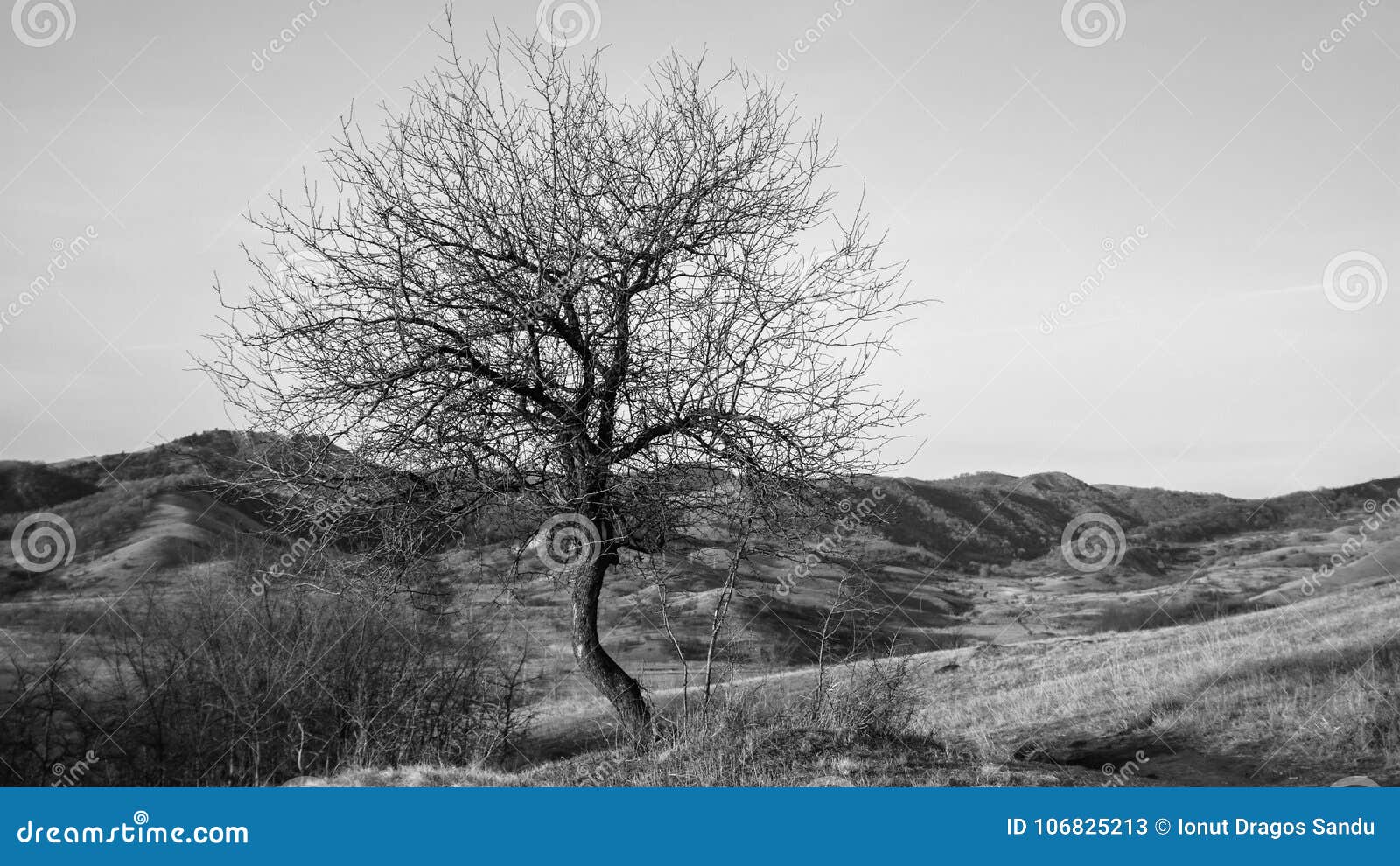 Solitude , Black and White Single Empty Tree in Autumn Stock Image ...